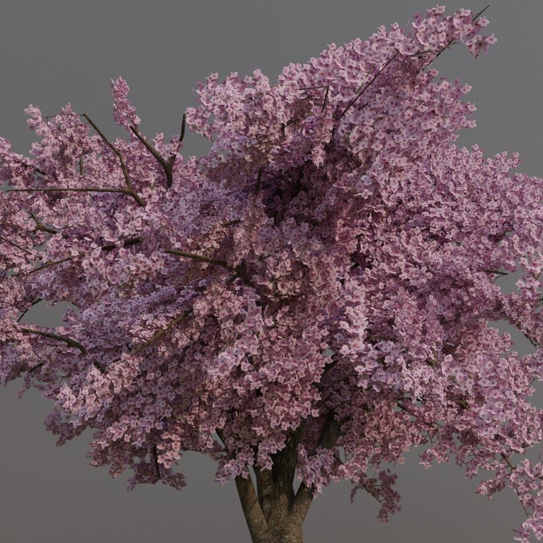 Large sakura tree 01 3D model | CGTrader