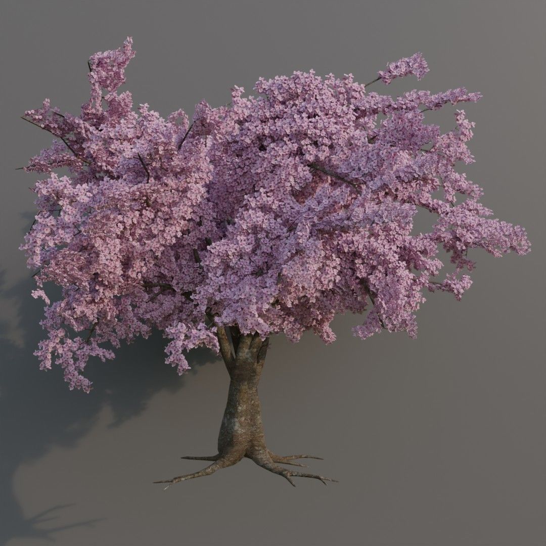 Large sakura tree 01 3D model | CGTrader