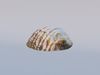 Simple Beach Shell free 3D model | CGTrader
