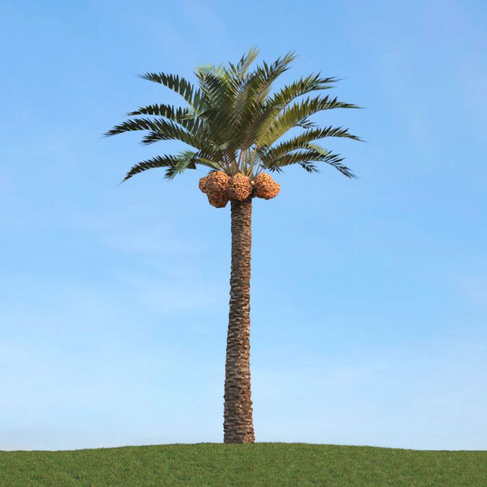 Tropical Palm Phoenix Dactylifera 3D model | CGTrader