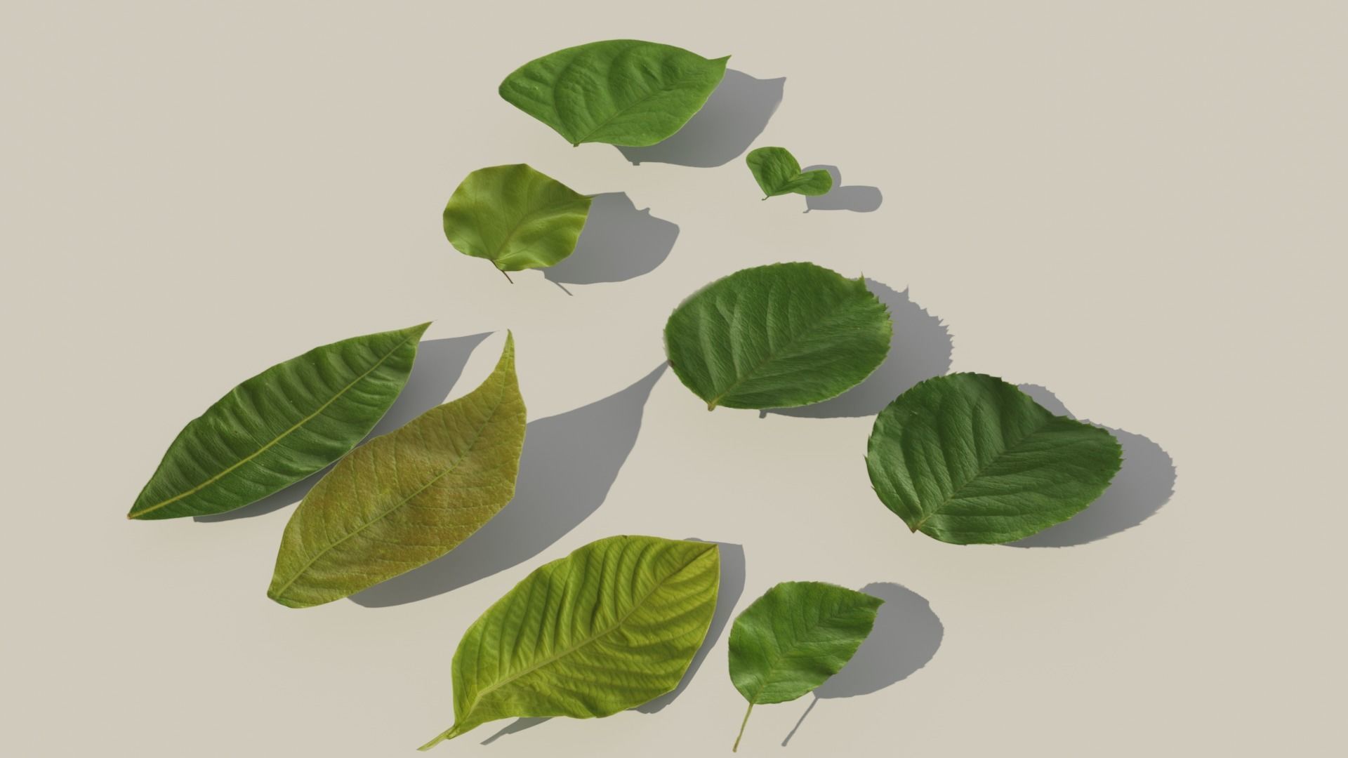 3D model Leaf realistic pack Vol 01 VR / AR / low-poly | CGTrader