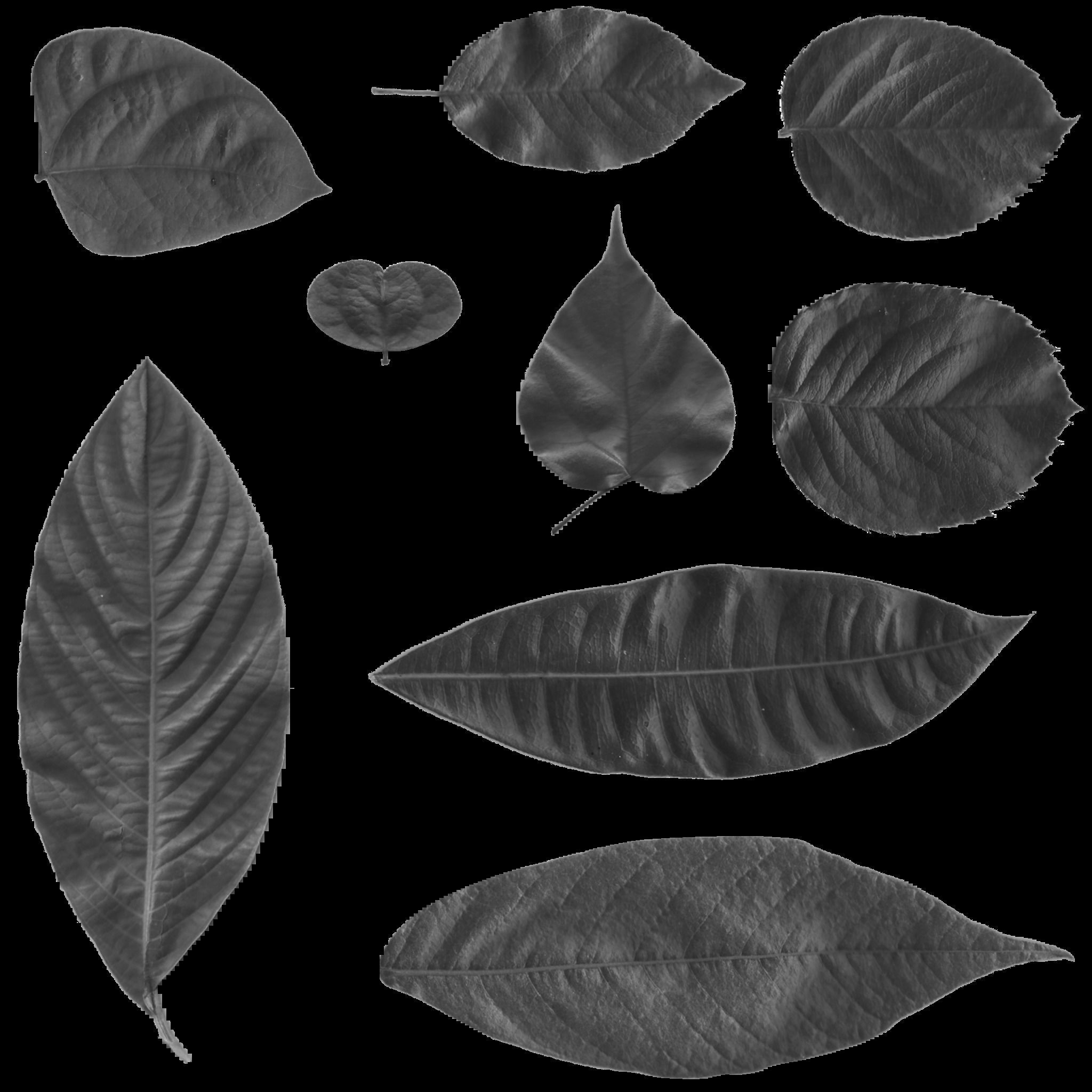 3D model Leaf realistic pack Vol 01 VR / AR / low-poly | CGTrader