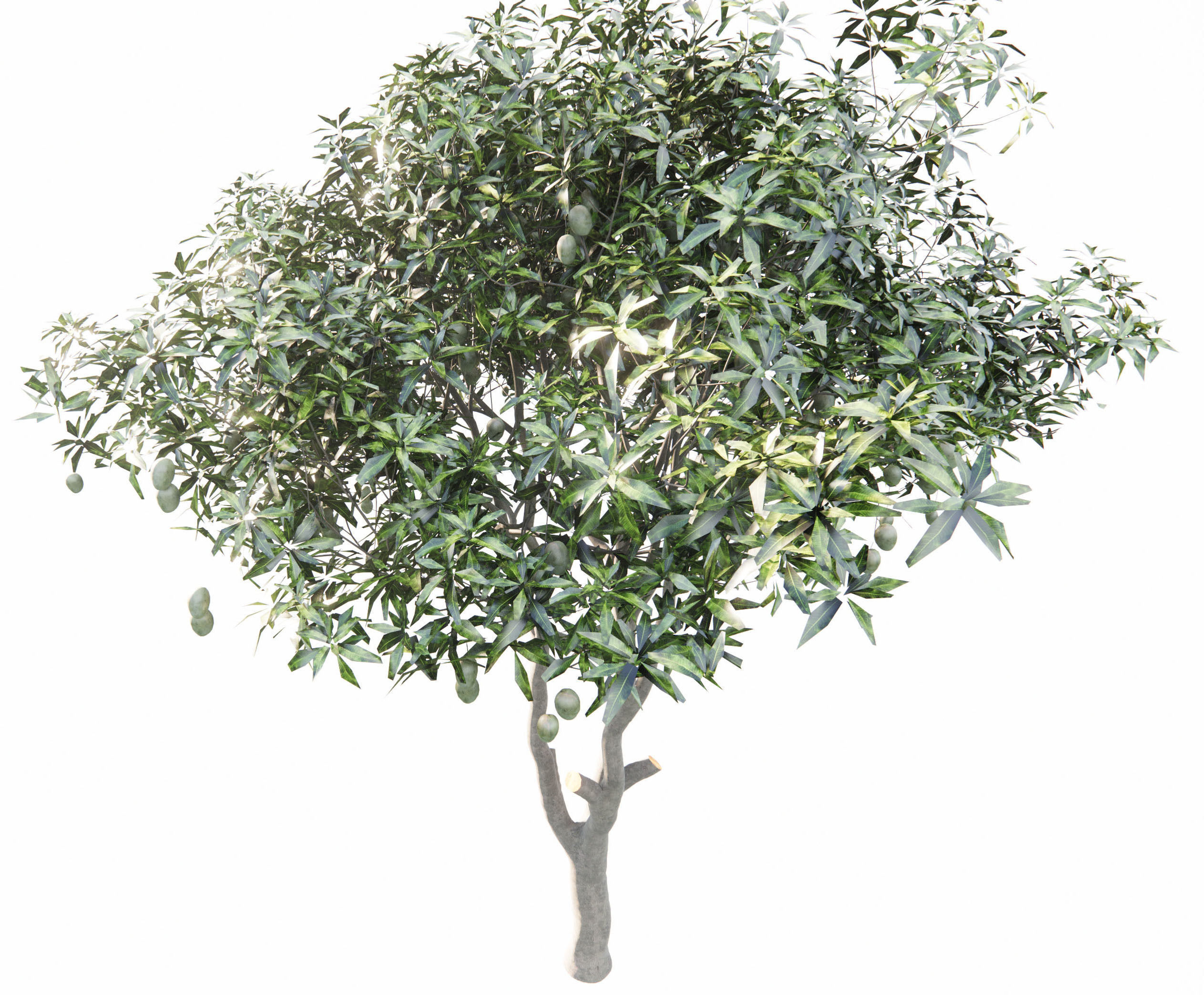 Mango Tree 3D model | CGTrader