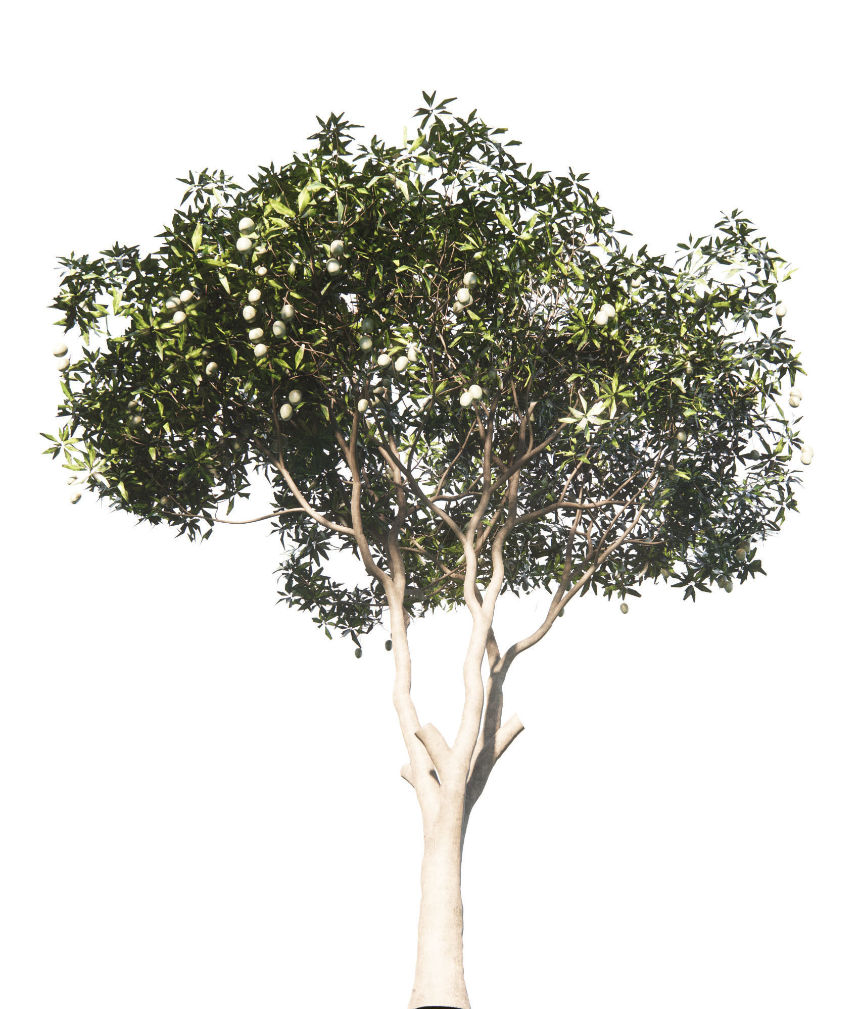 Mango Tree 3D model | CGTrader