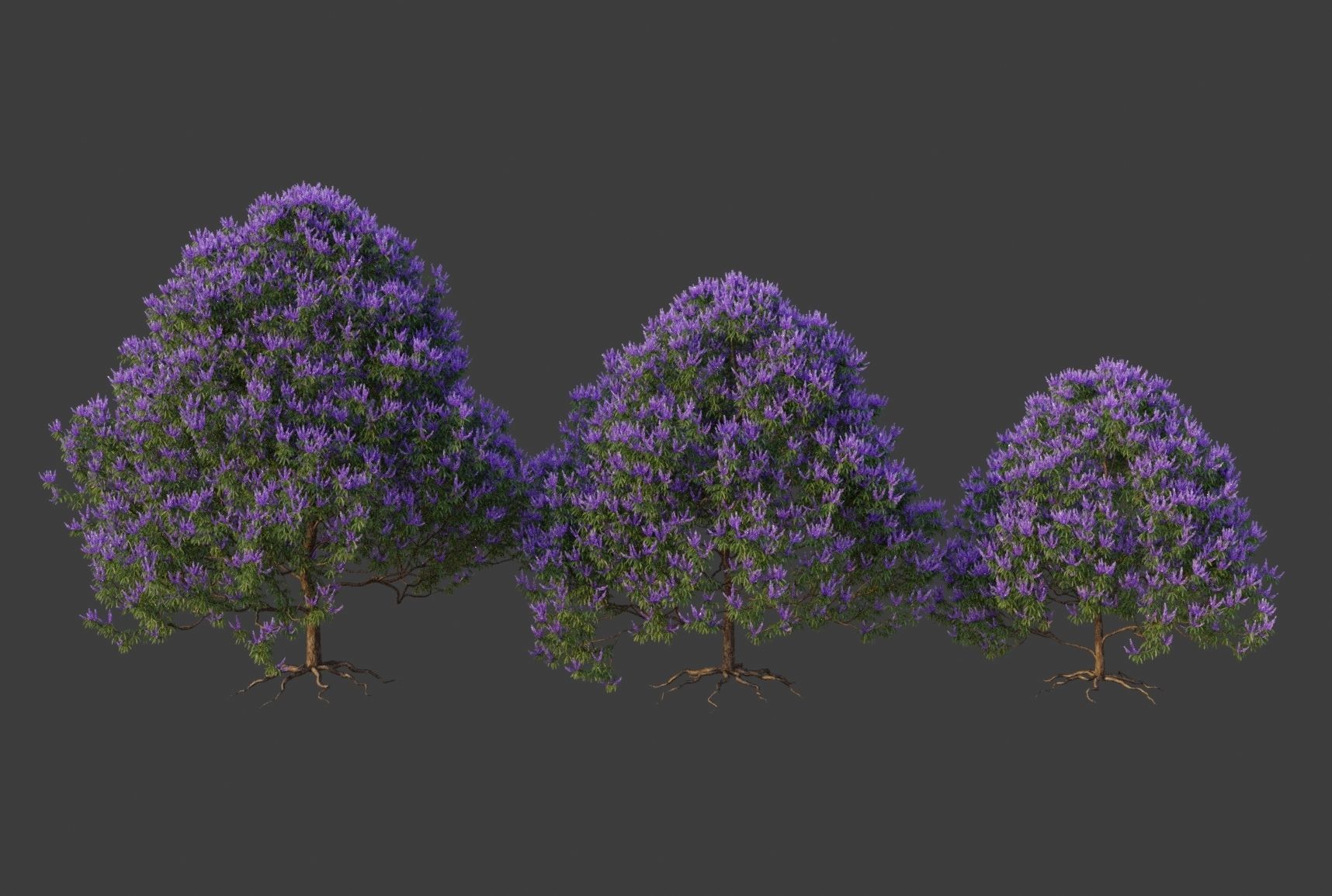 XfrogPlants Chaste Tree - Vitex Agnes-Castus 3D model | CGTrader