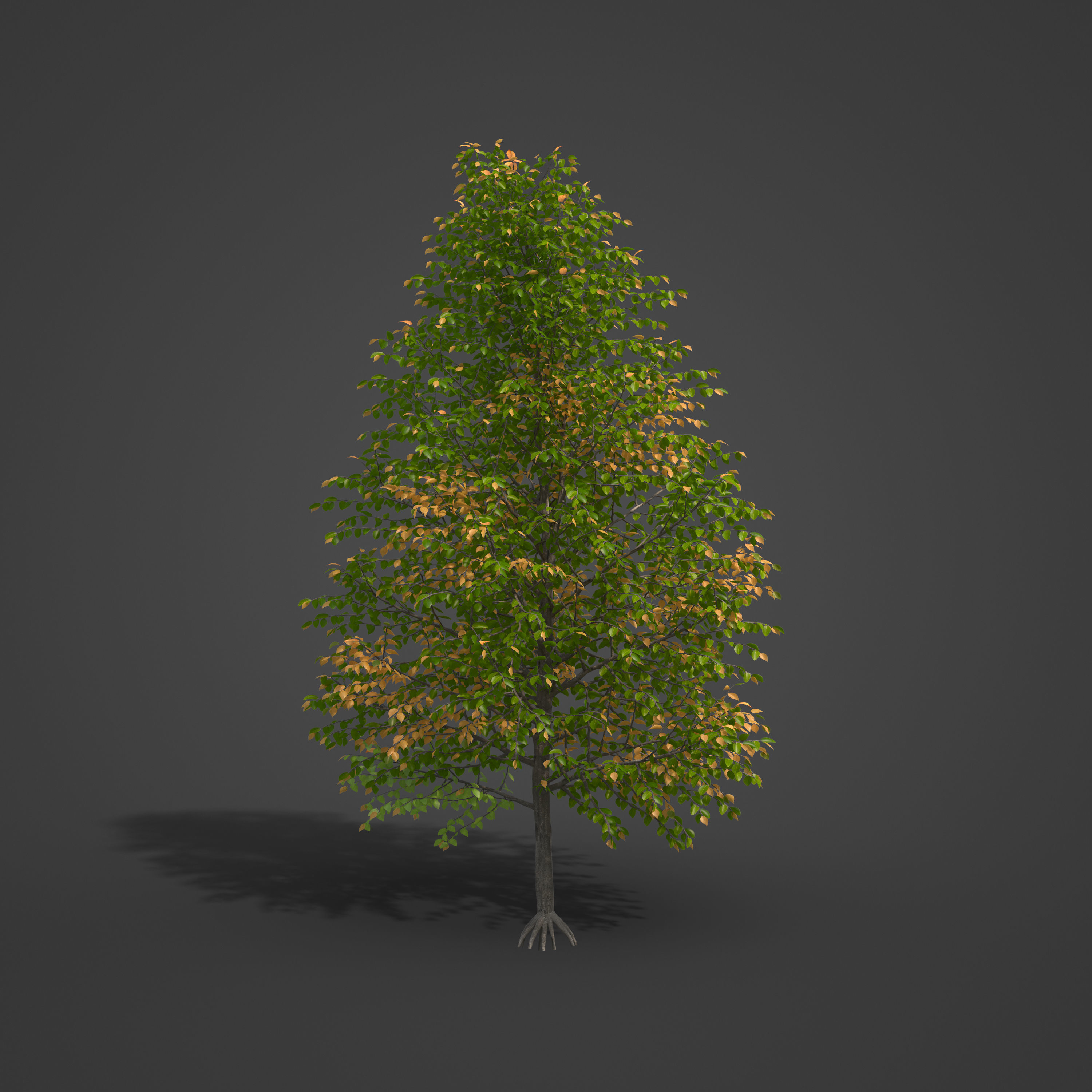 2021 PBR Sweet Birch Collection - Betula Lenta 3D model | CGTrader