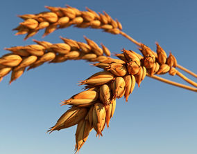 Low-poly Wheat 3D Models | CGTrader