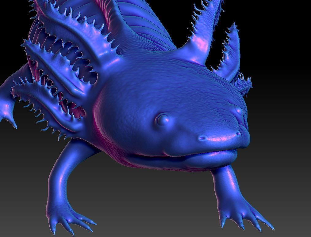 Axolotl 3D model 3D printable | CGTrader