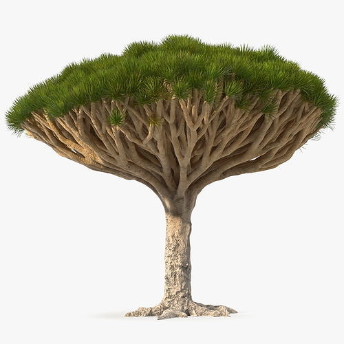 Dragon Blood Big Tree 3D model | CGTrader