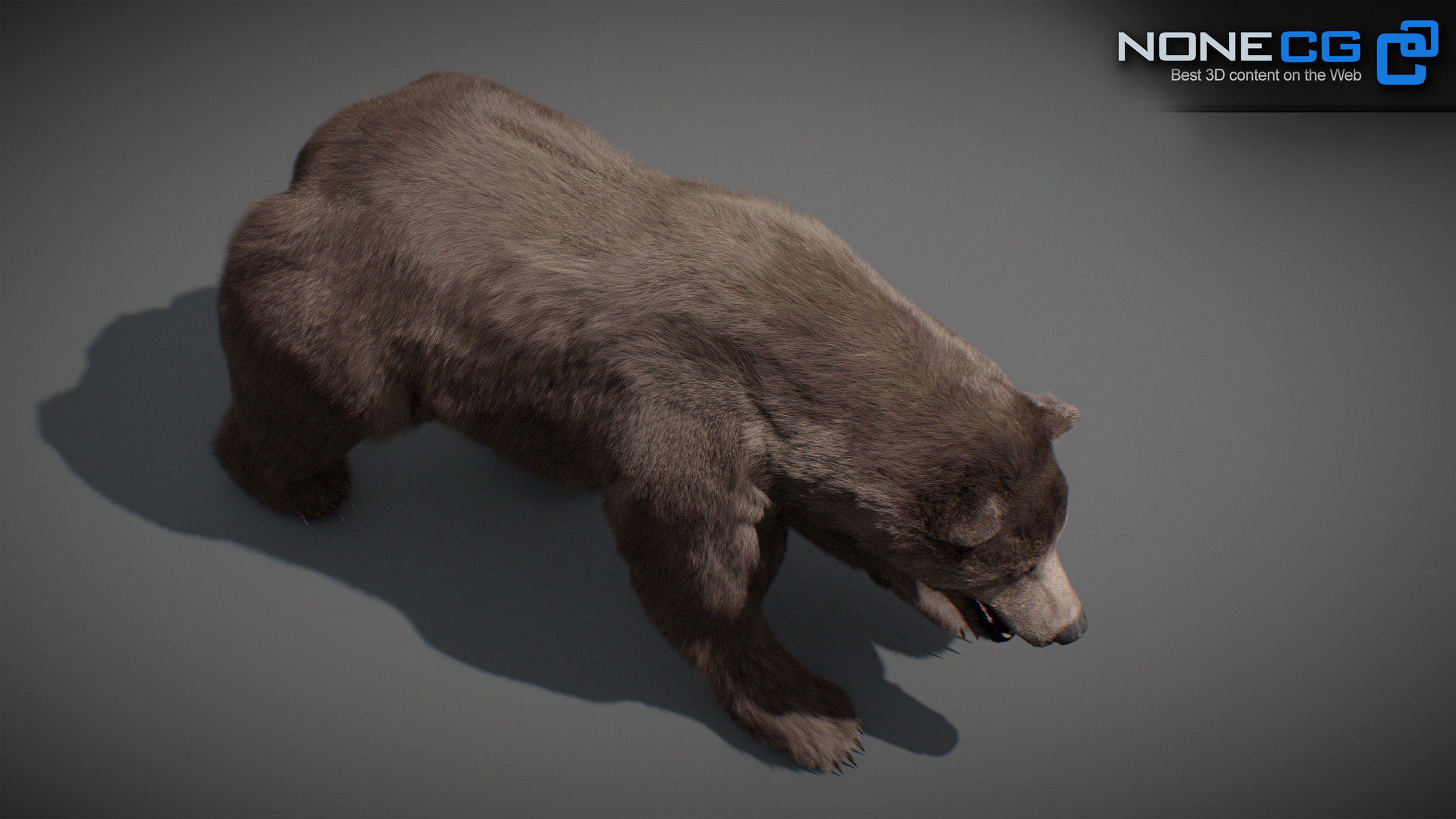 Animated Bear 3D model animated rigged | CGTrader
