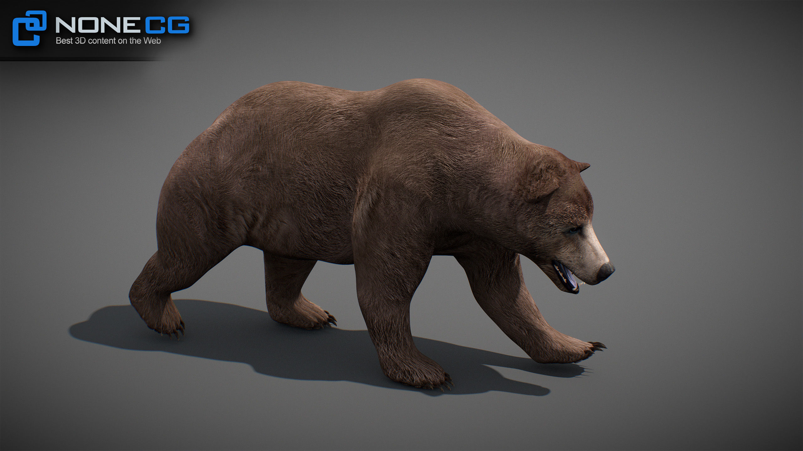 Animated Bear 3D model animated rigged | CGTrader