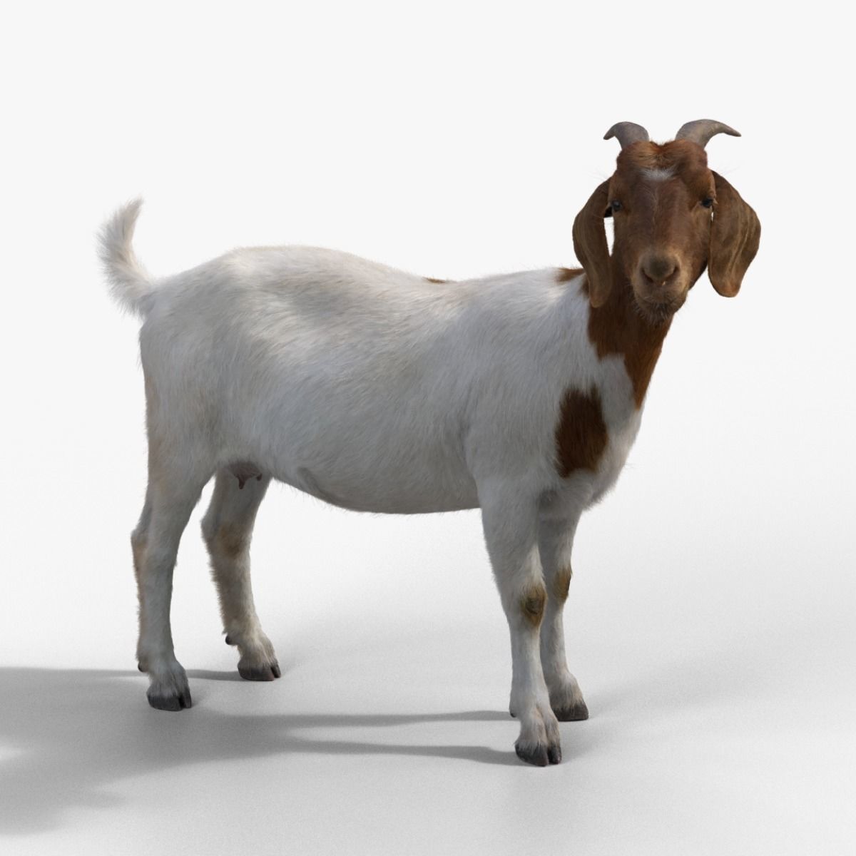 Boer Goat with 1 Animation VFX Grace 3D model animated rigged | CGTrader
