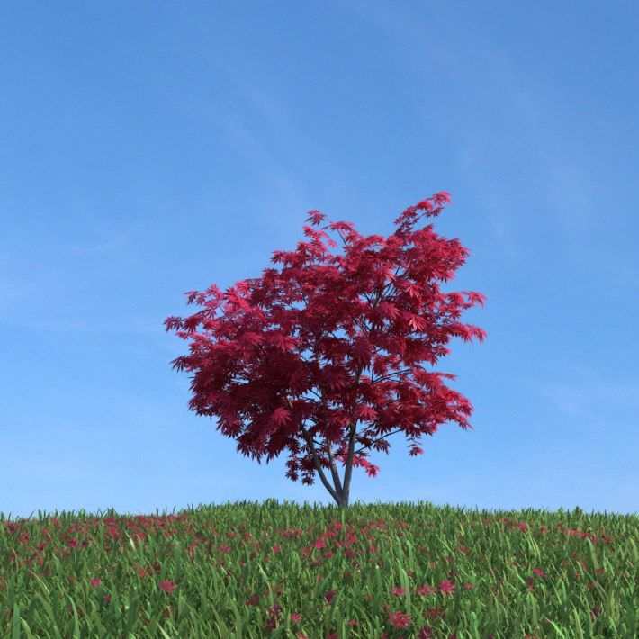 Red Leaf Tree 3D model | CGTrader