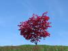 Red Leaf Tree 3D model | CGTrader