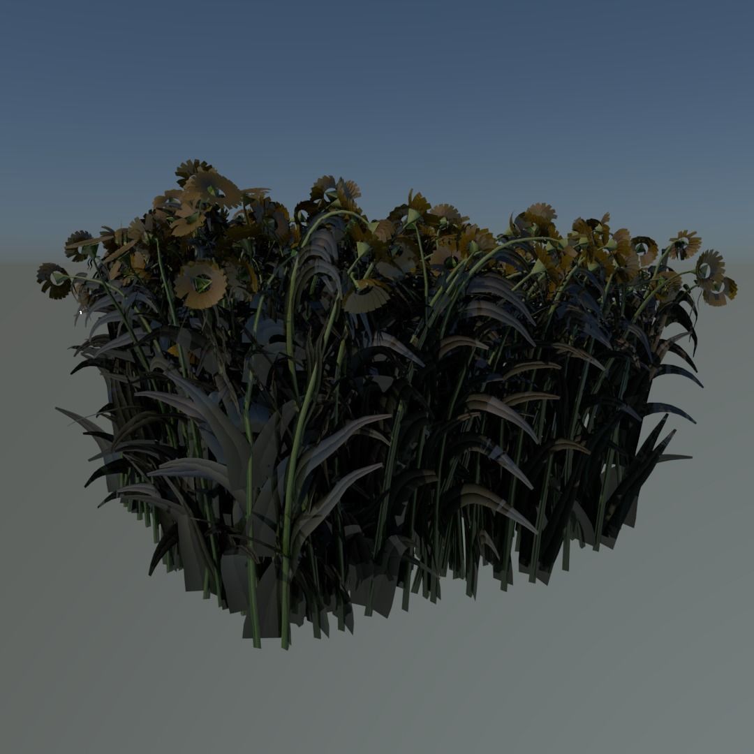 sunflower plants free 3D model animated | CGTrader