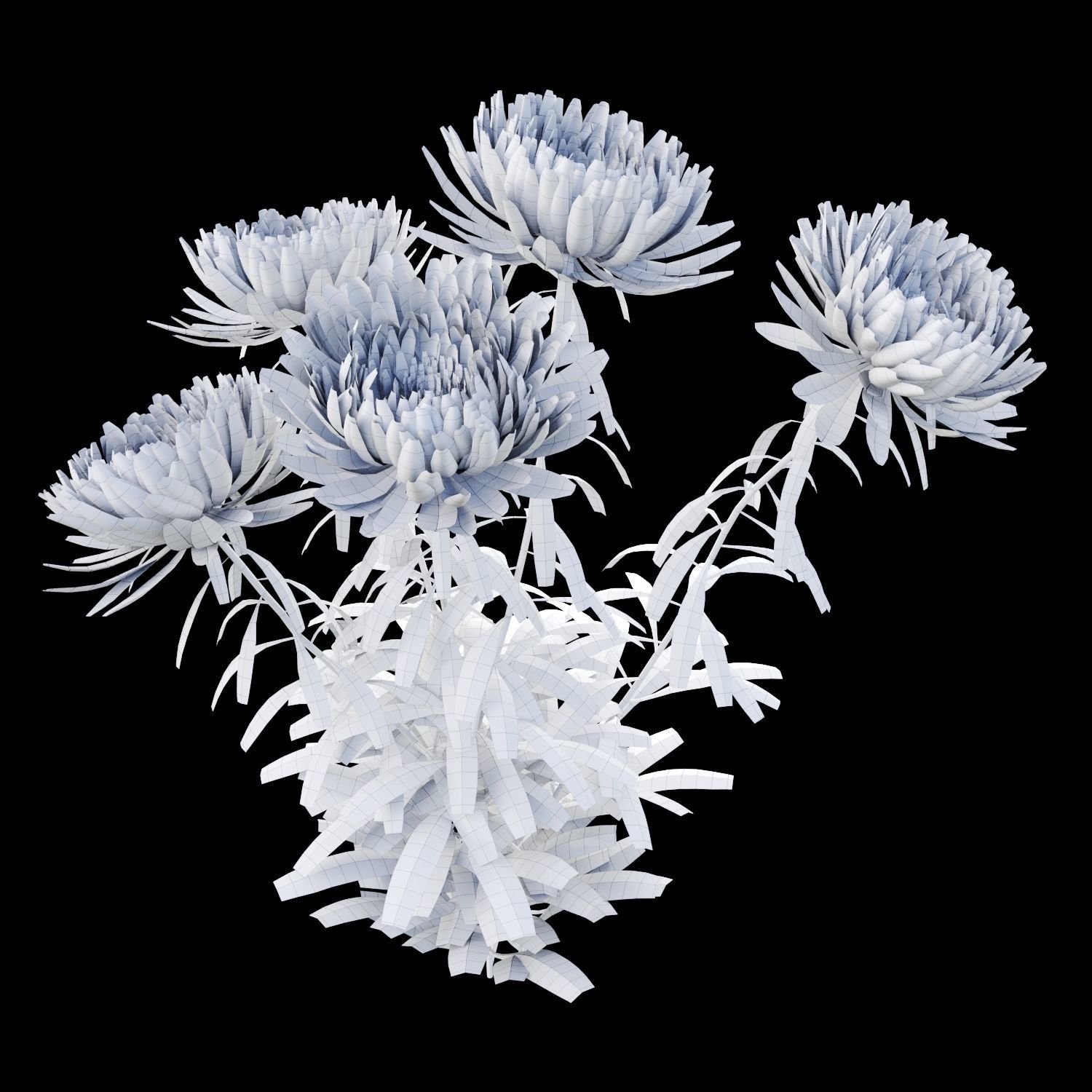 Aster flowers 3D model | CGTrader