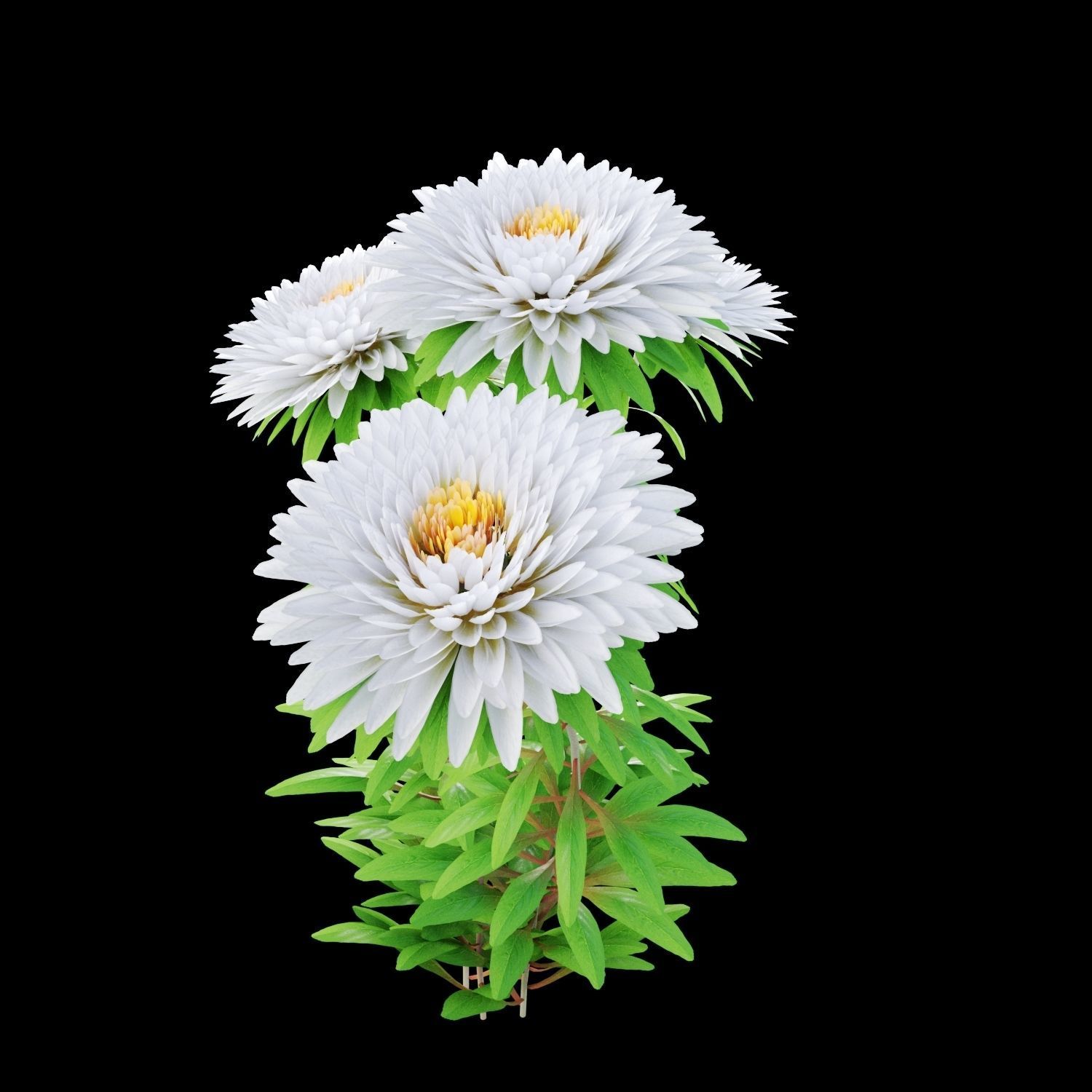 Aster flowers 3D model | CGTrader