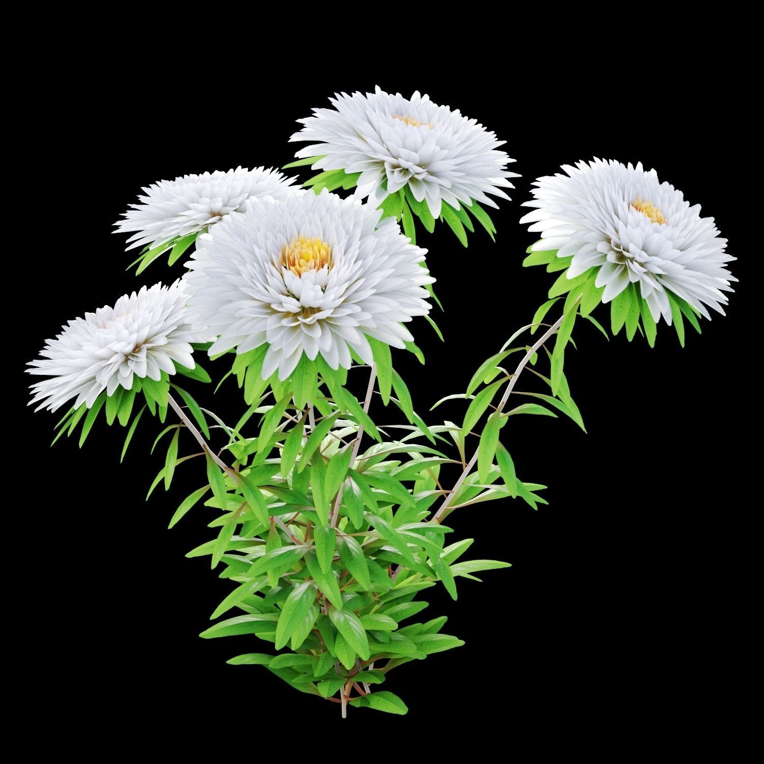 Aster flowers 3D model | CGTrader