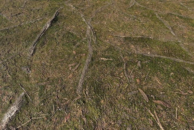 Forest land 3D model | CGTrader