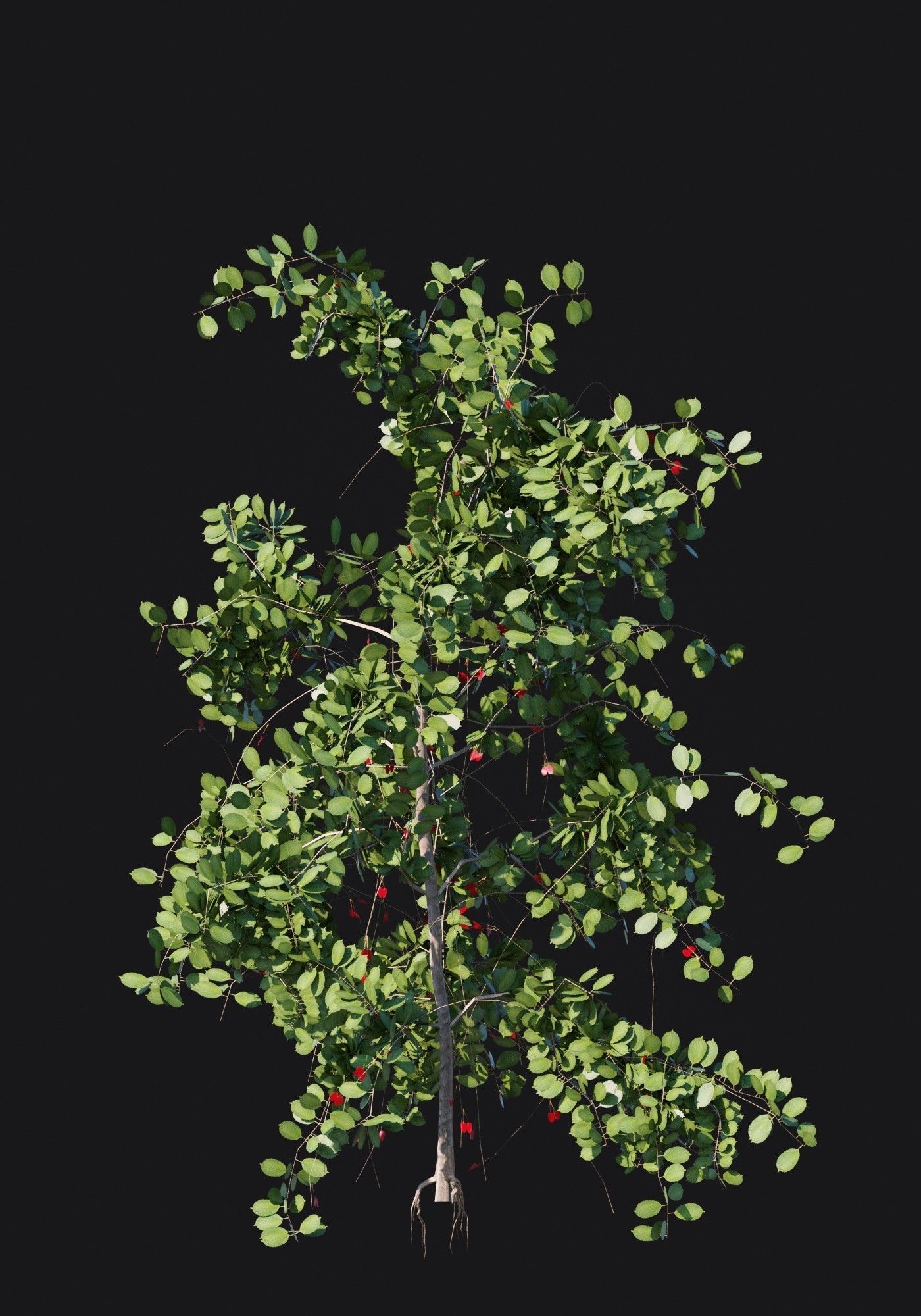 3D model Cherry Tree Set VR / AR / low-poly | CGTrader