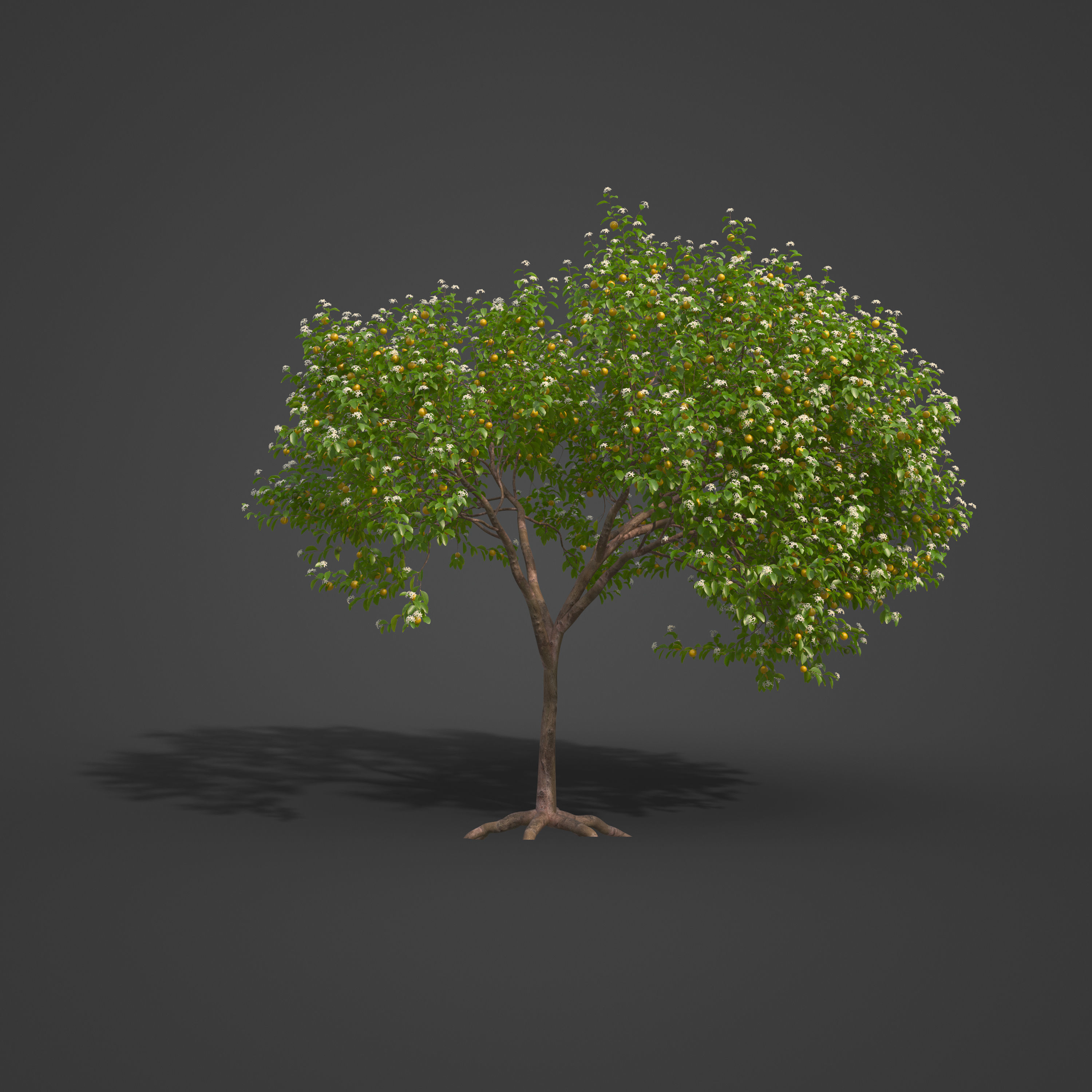 2021 PBR Lemon Tree Collection - Citrus Limon 3D model | CGTrader