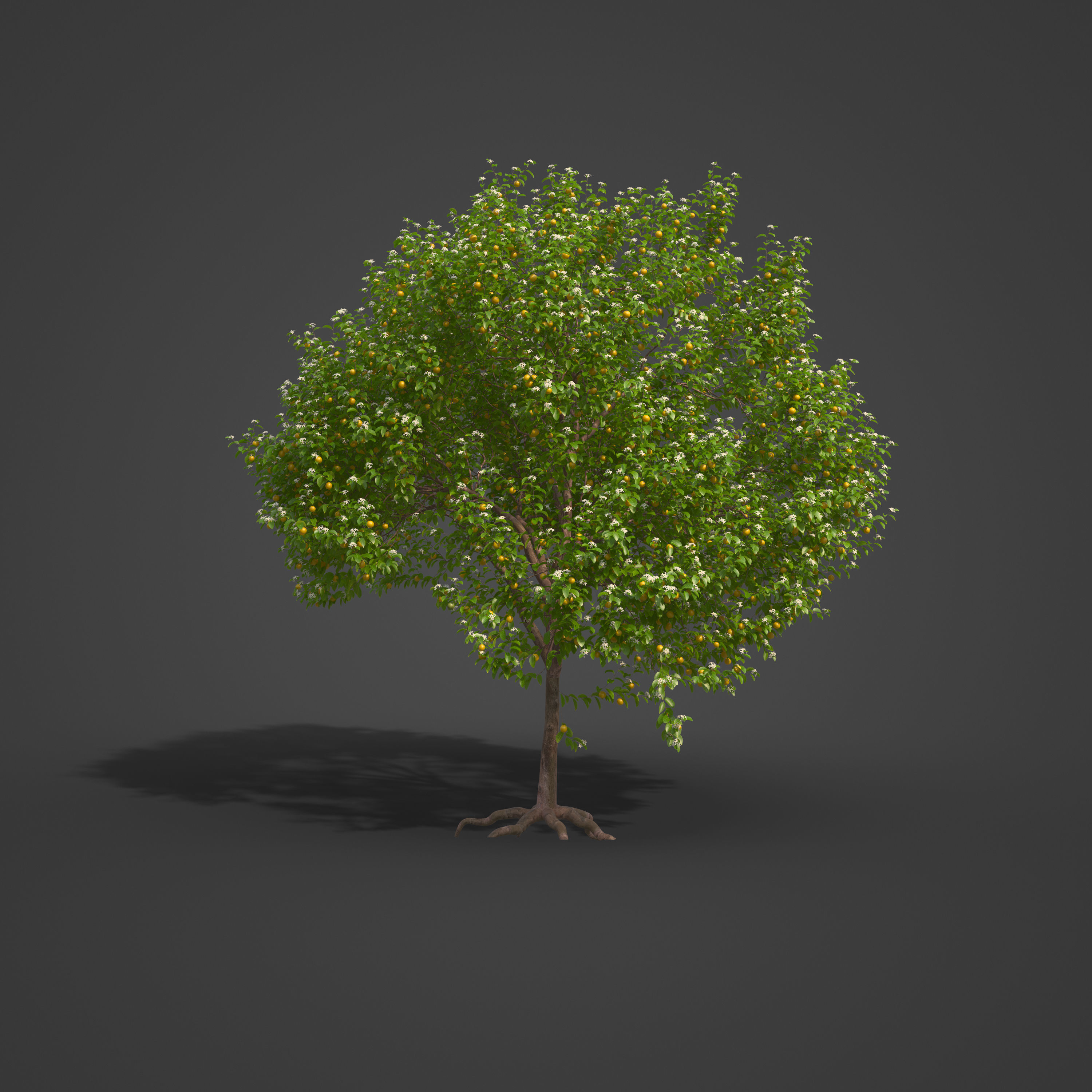 2021 PBR Lemon Tree Collection - Citrus Limon 3D model | CGTrader