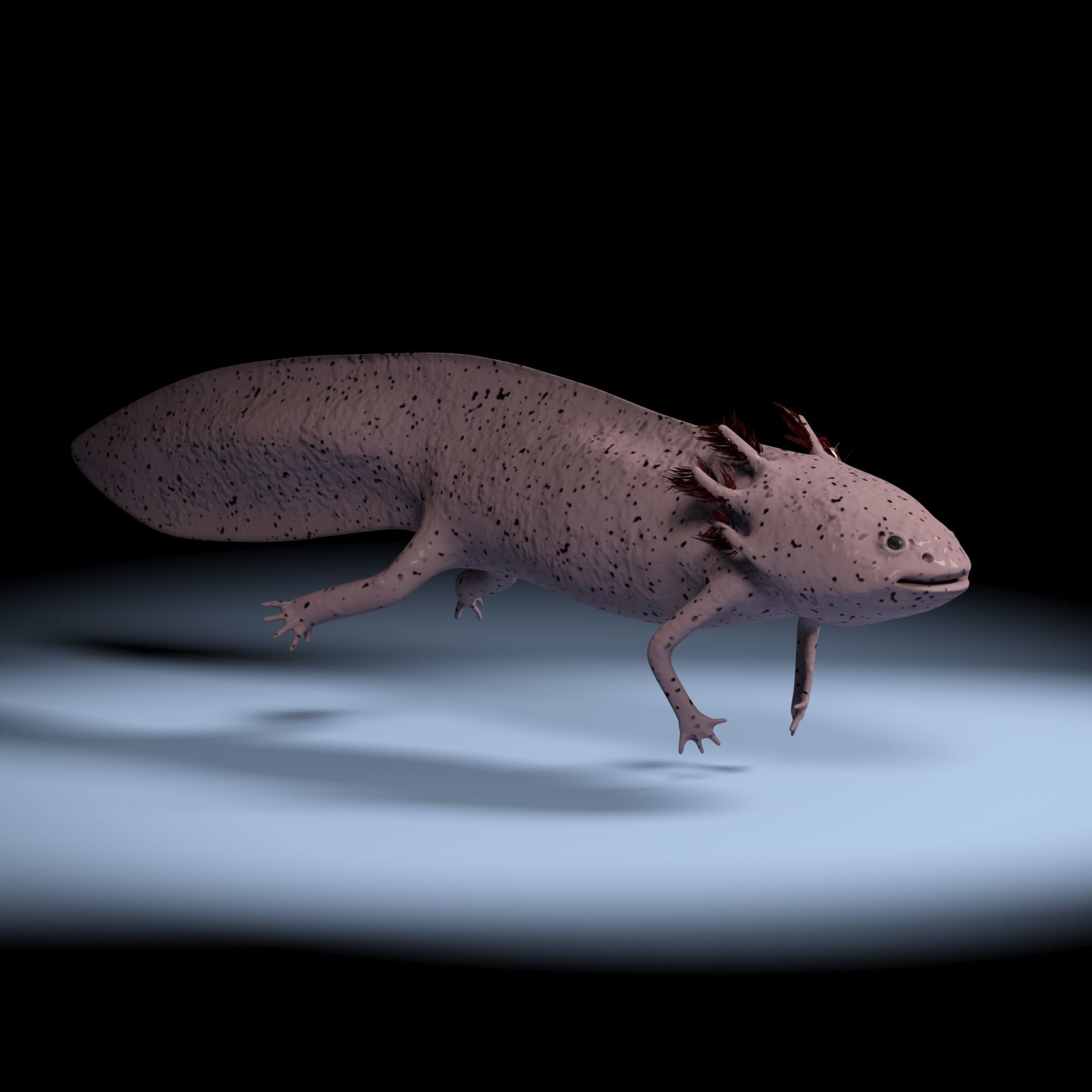 Axolotl 3D model | CGTrader