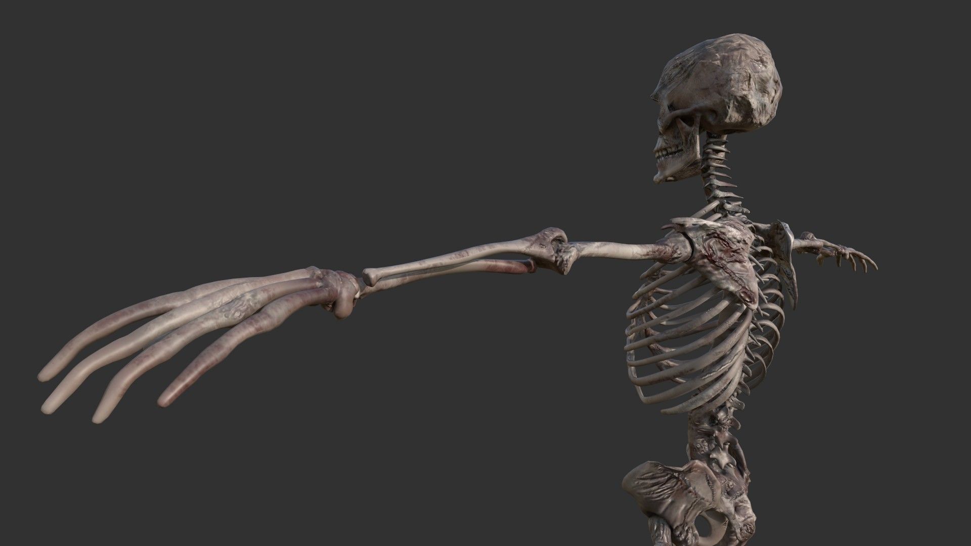 Human Skeleton free 3D model | CGTrader