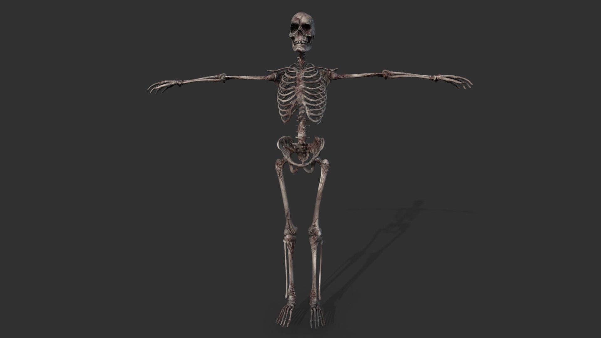 Human Skeleton free 3D model | CGTrader