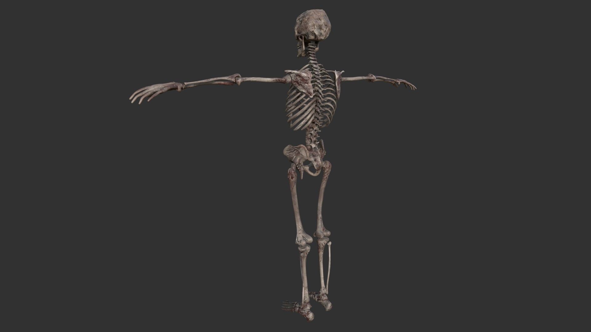 Human Skeleton free 3D model | CGTrader