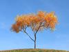 Autumn Leaf Tree 3D model | CGTrader