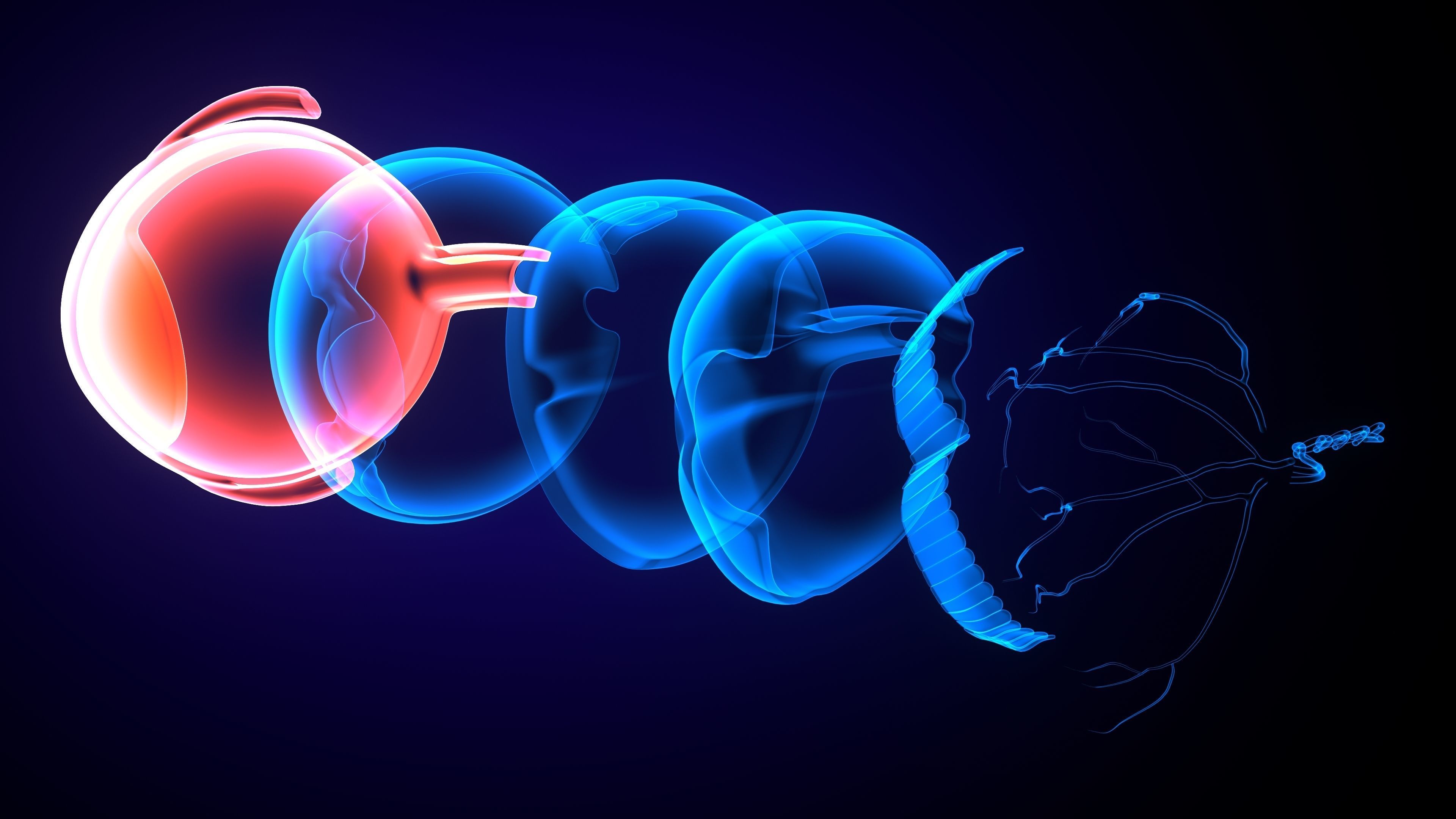 3d human eye anatomy system 3D model | CGTrader