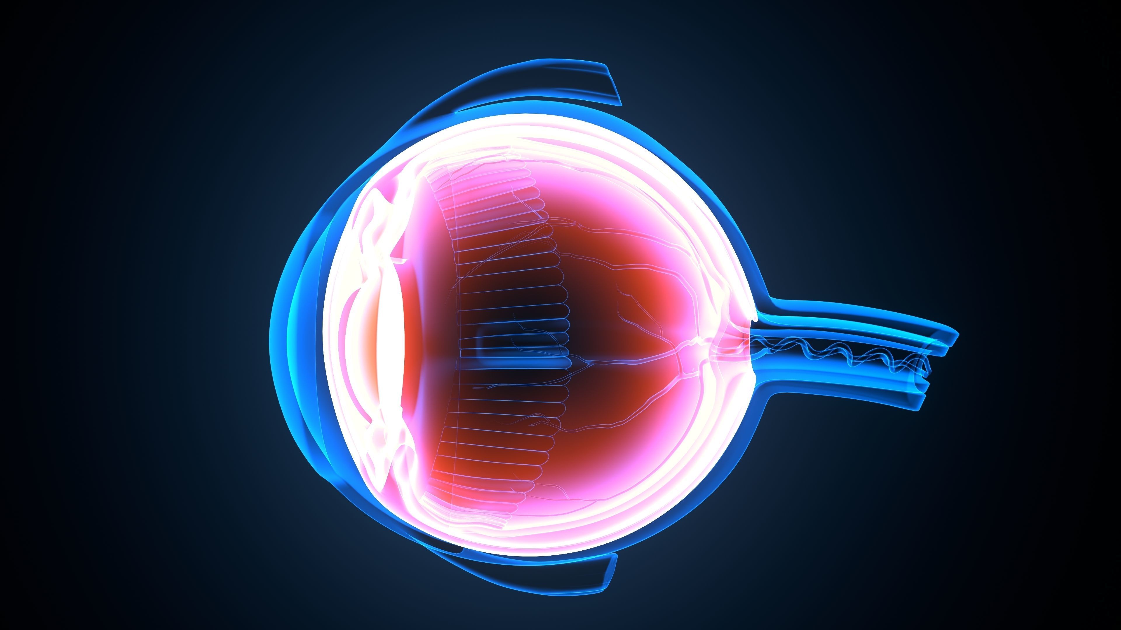 3d human eye anatomy system 3D model | CGTrader