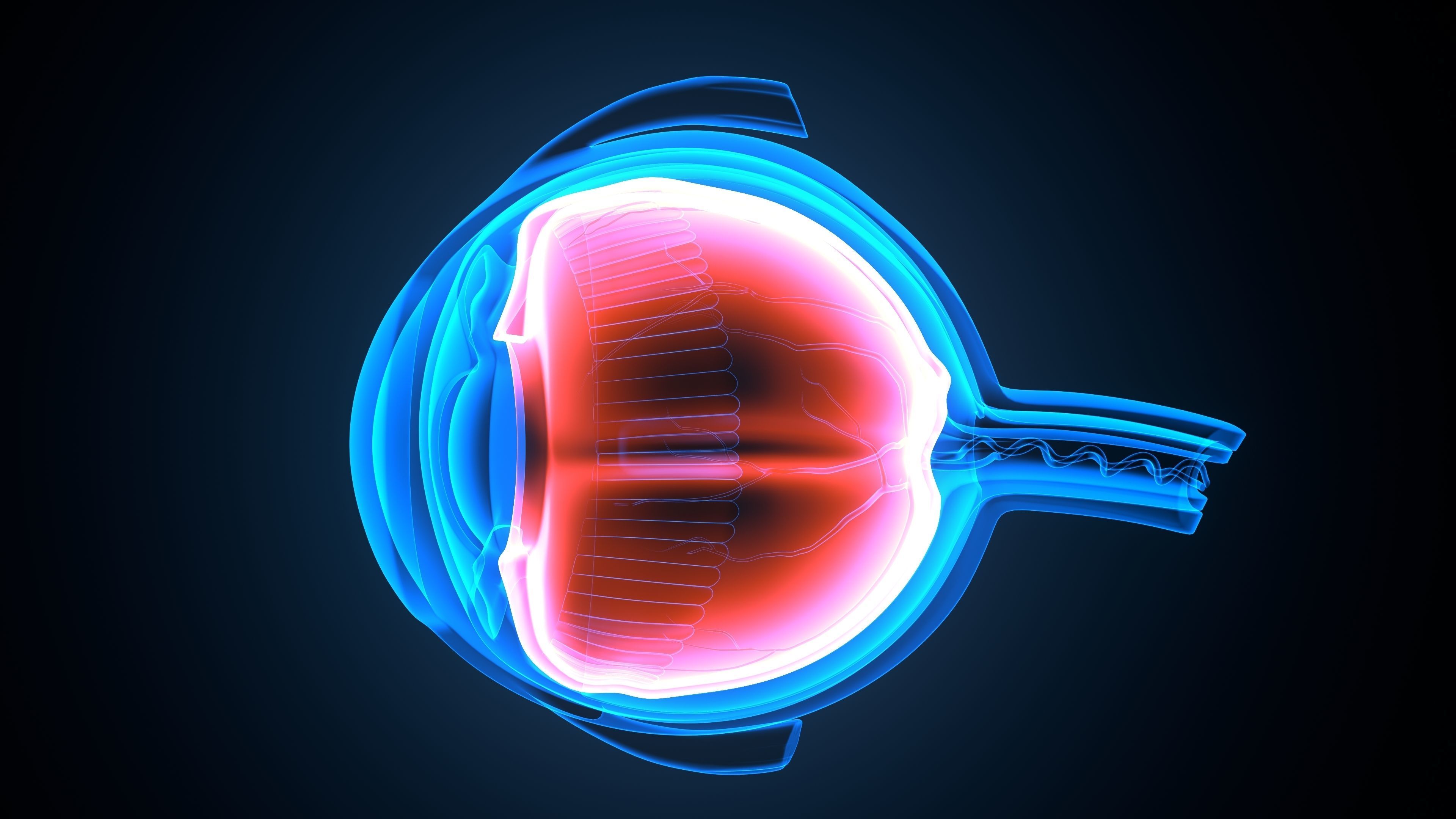 3d human eye anatomy system 3D model | CGTrader