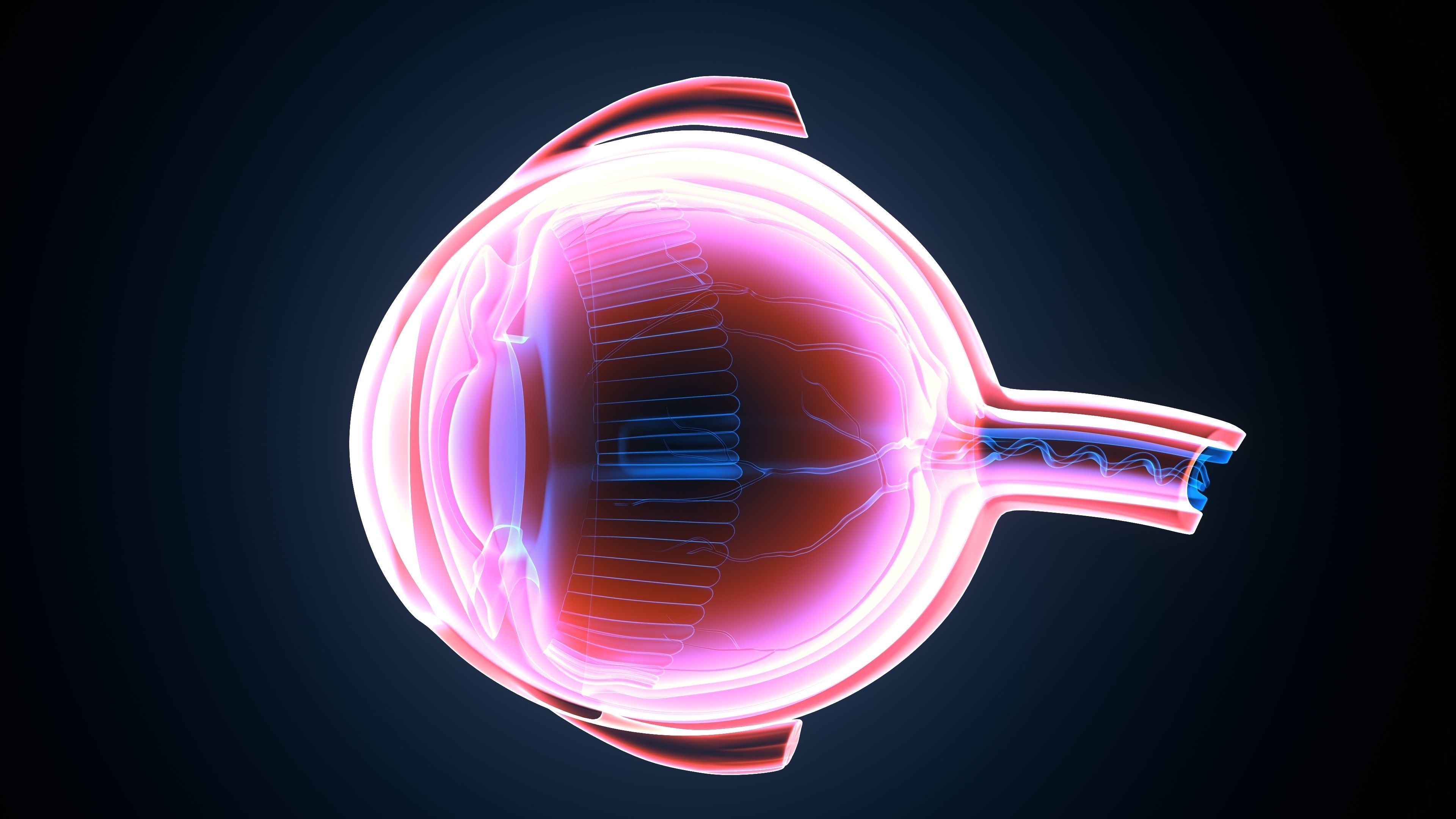 3d human eye anatomy system 3D model | CGTrader