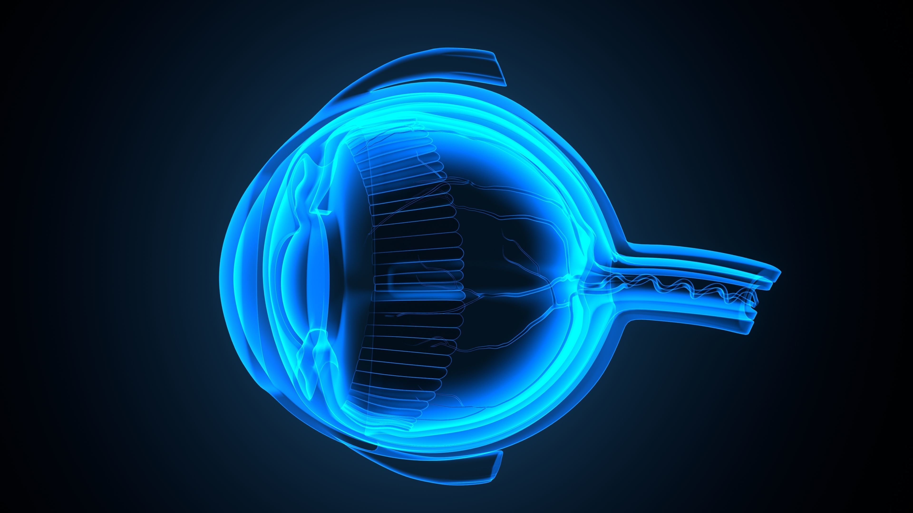 3d human eye anatomy system 3D model | CGTrader