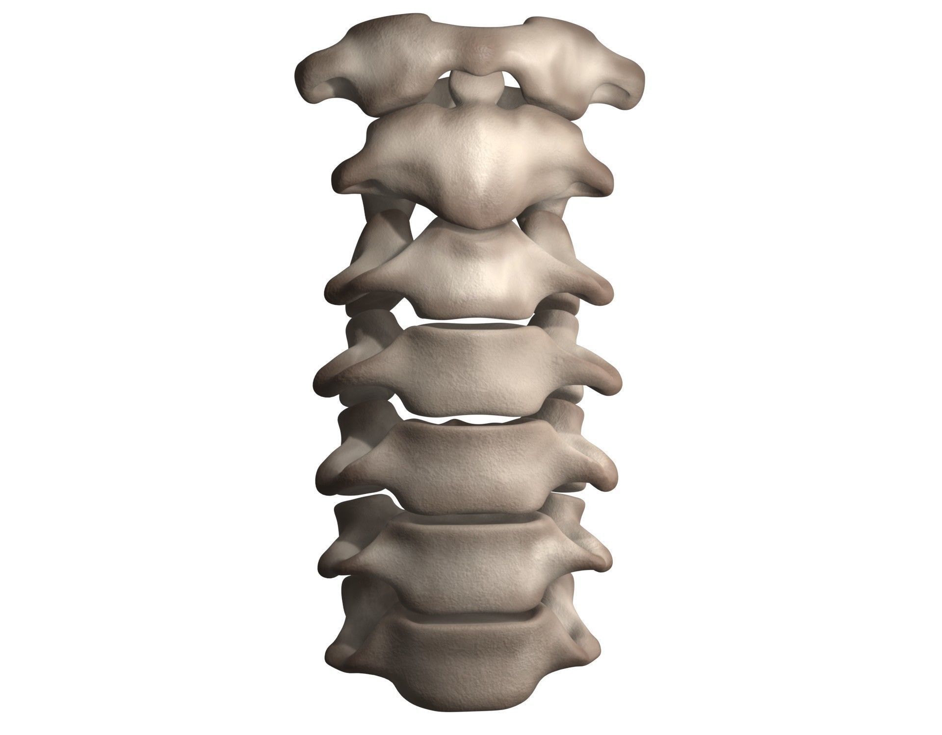 Cervical Spine 3D model | CGTrader