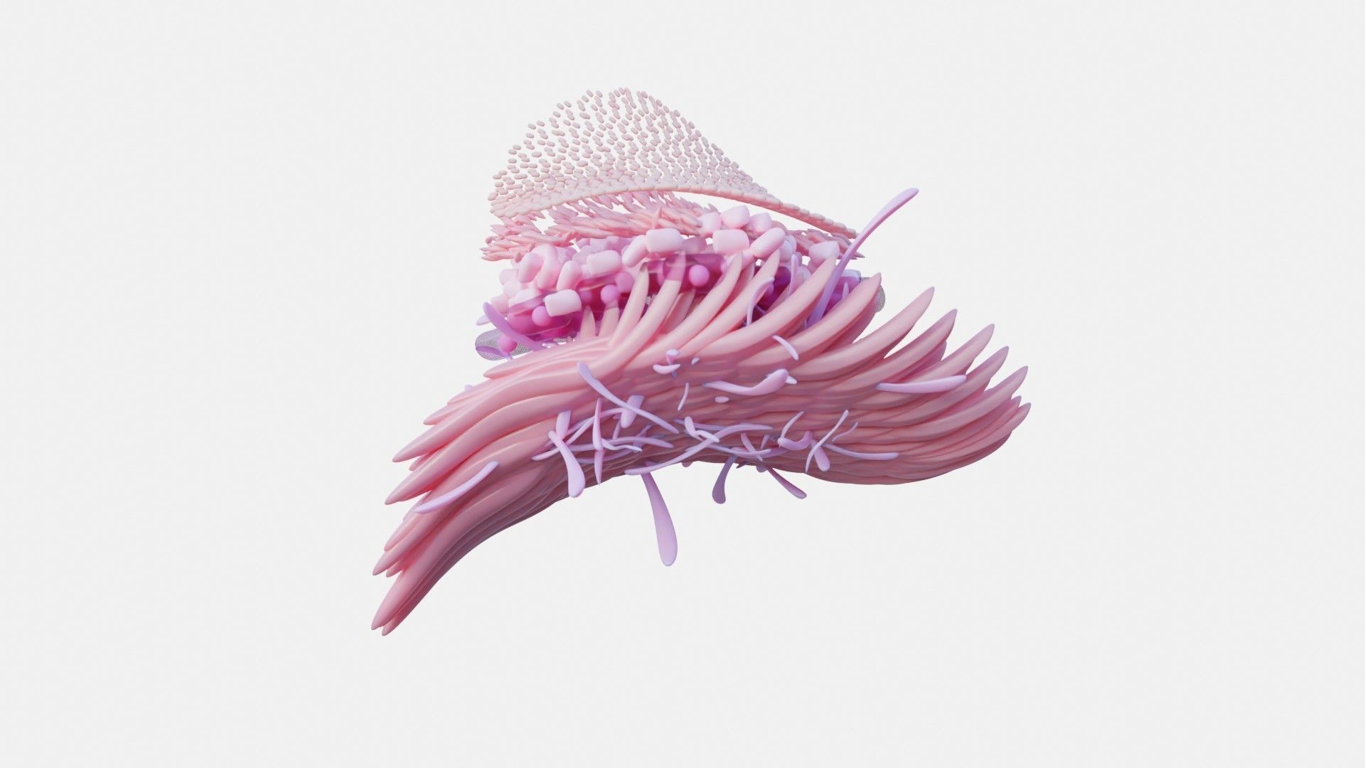 Epidermis free 3D model | CGTrader