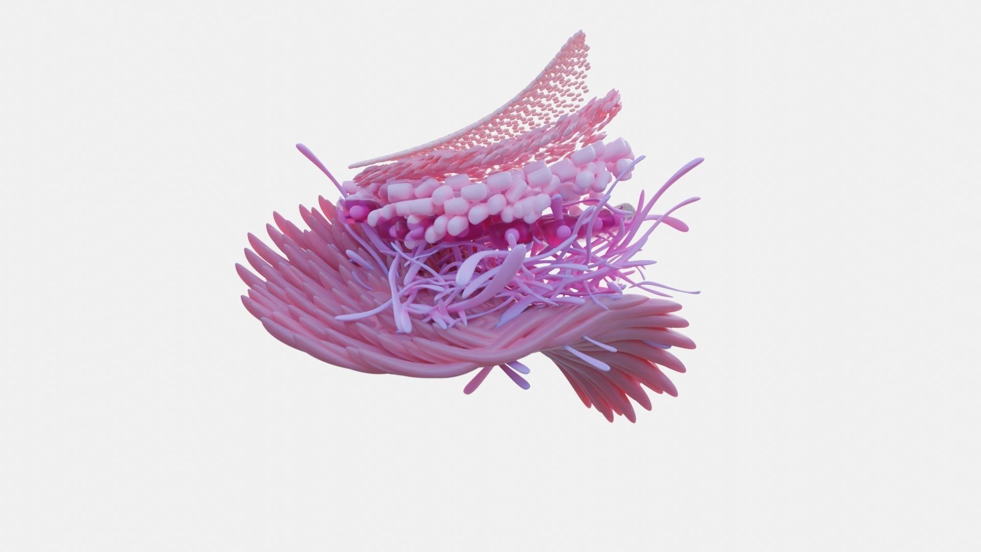 Epidermis free 3D model | CGTrader