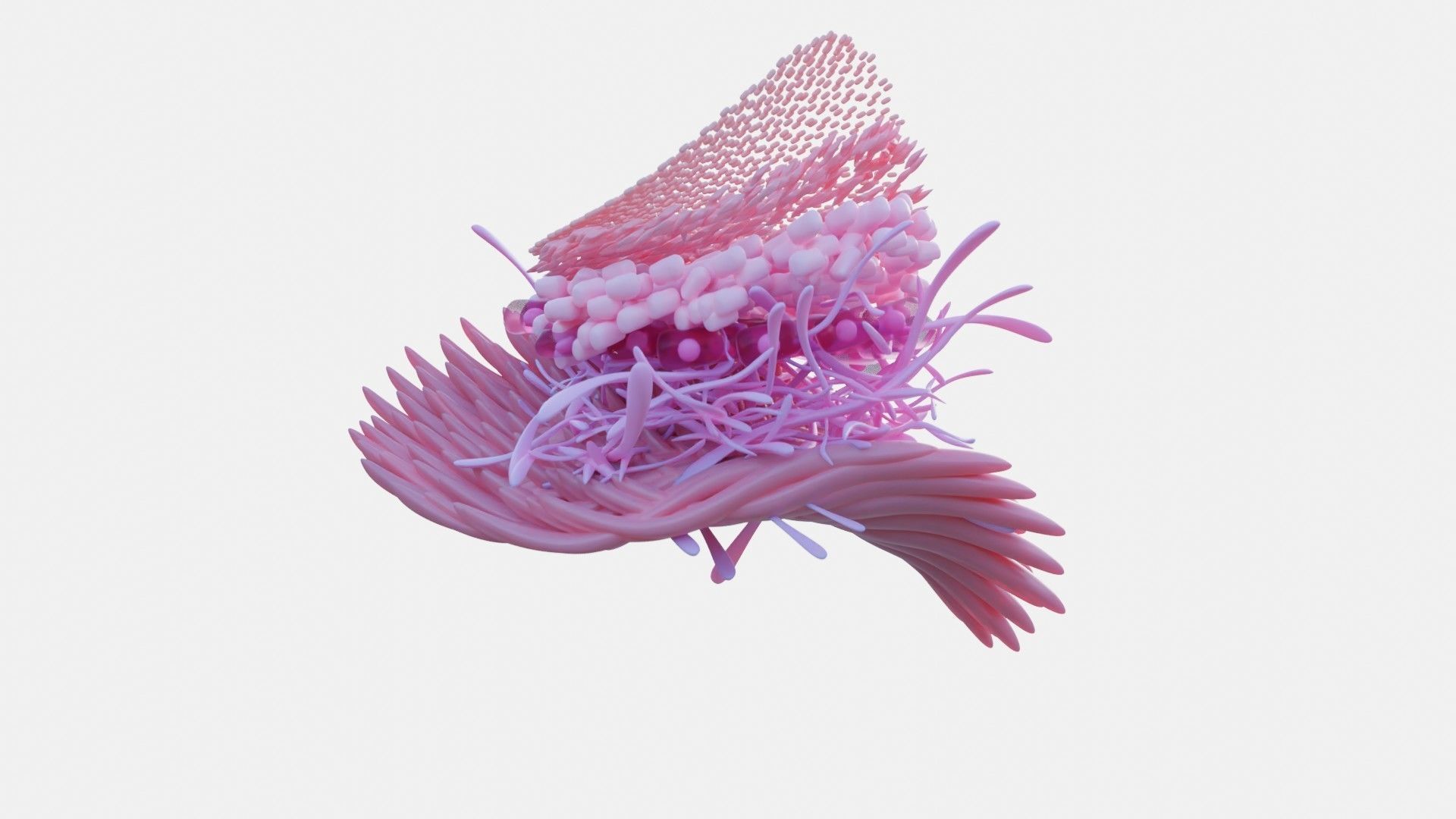 Epidermis free 3D model | CGTrader