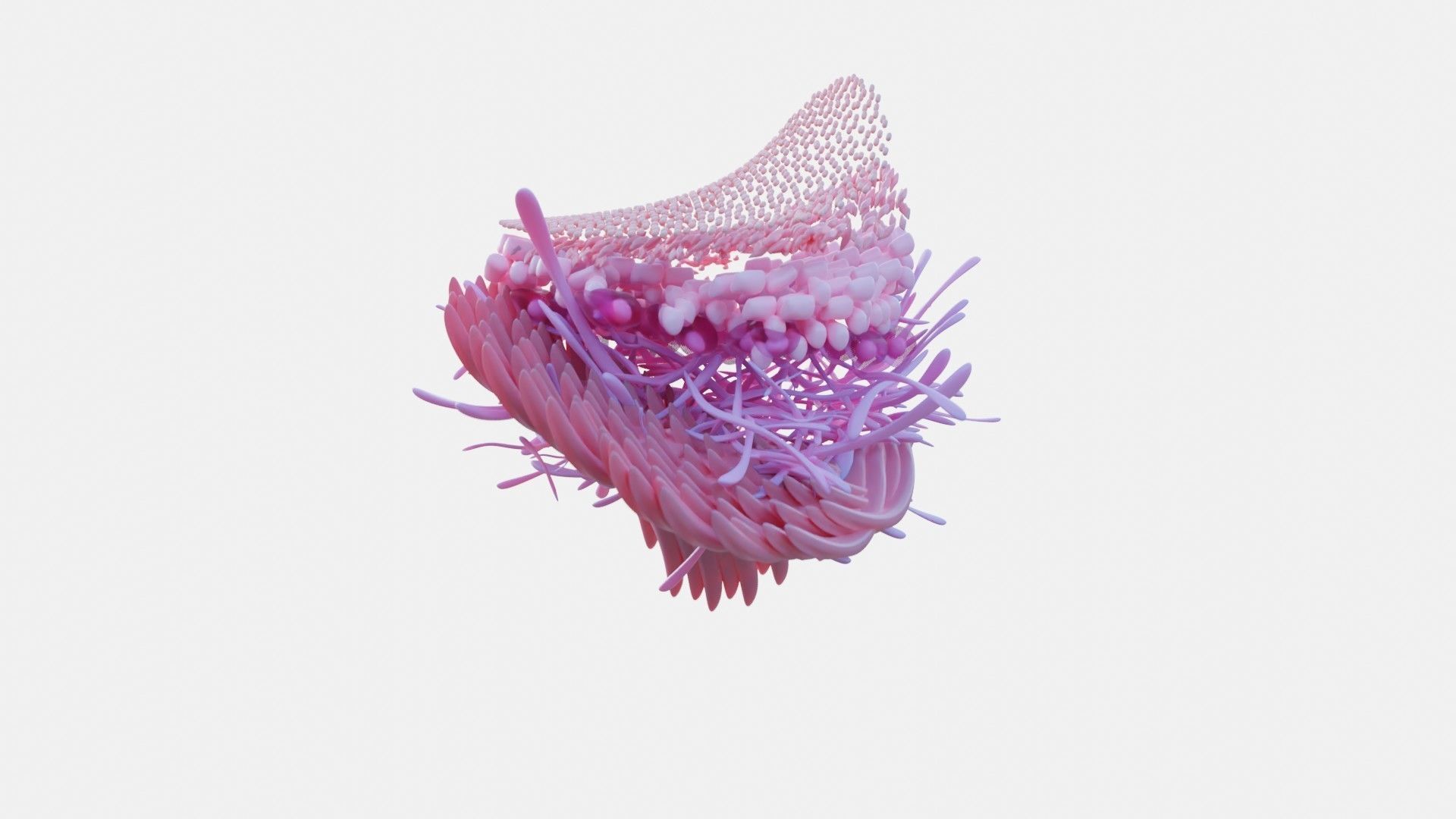 Epidermis free 3D model | CGTrader