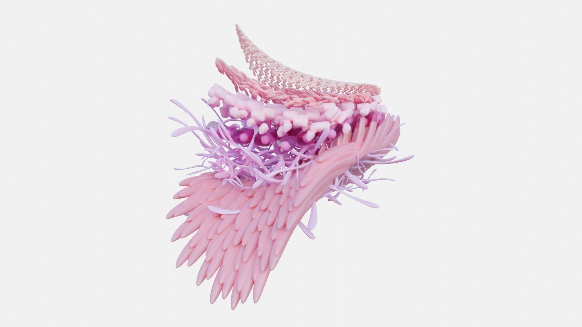 Epidermis free 3D model | CGTrader