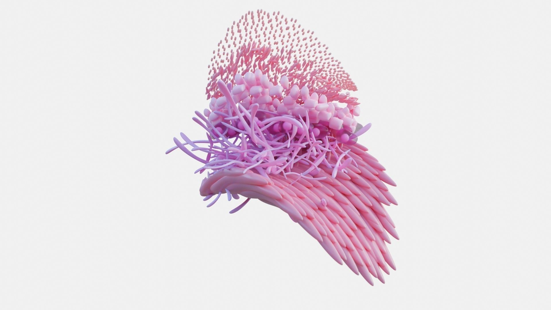 Epidermis free 3D model | CGTrader