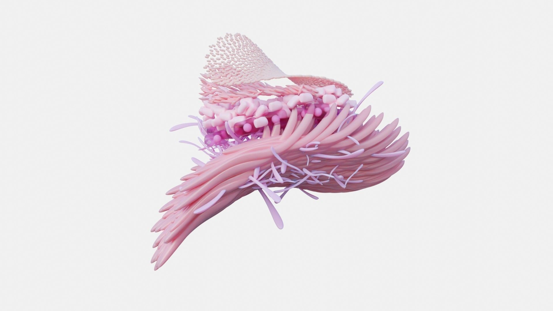 Epidermis free 3D model | CGTrader