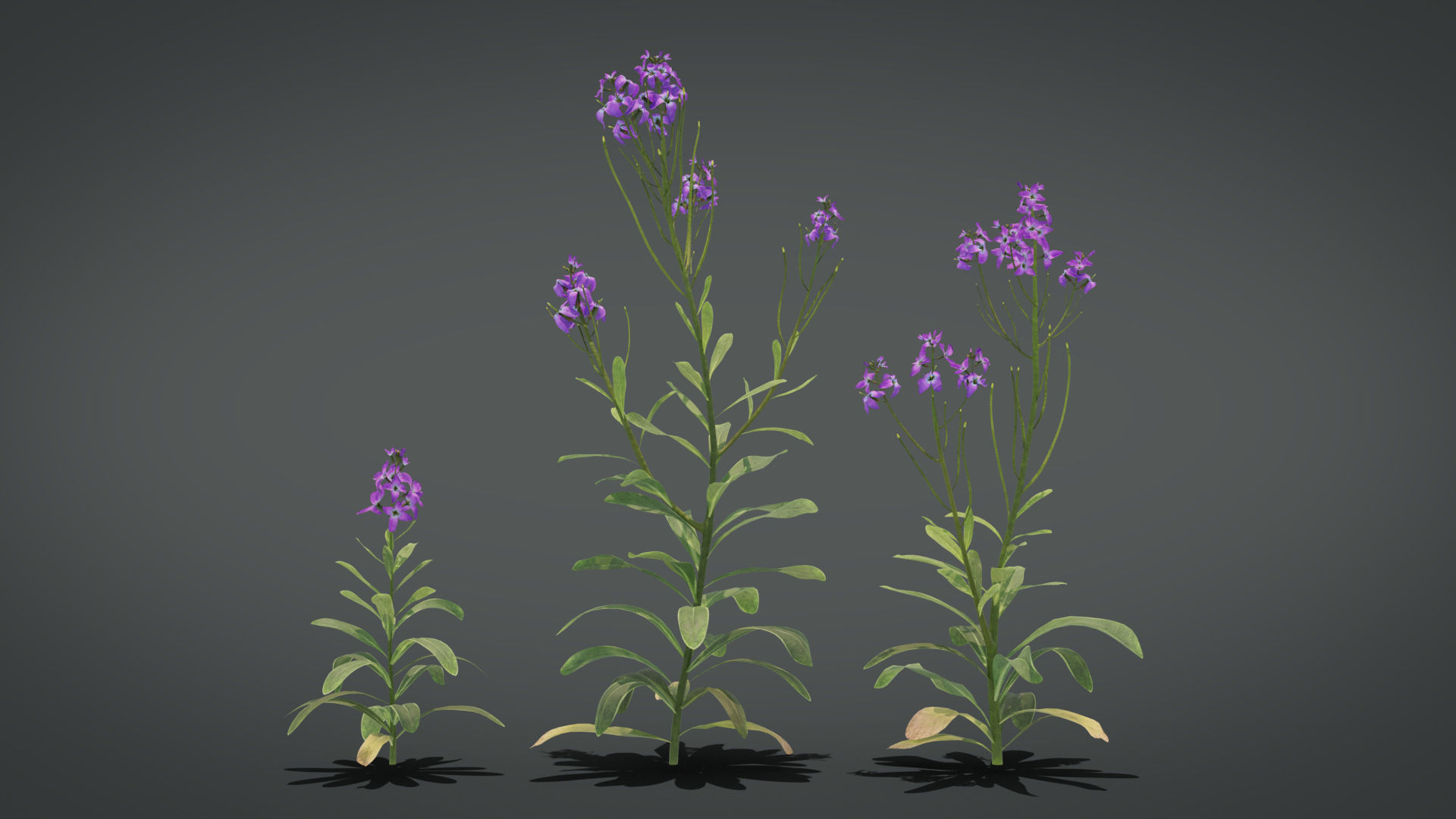Violet Flower VFX Grace 3D model | CGTrader