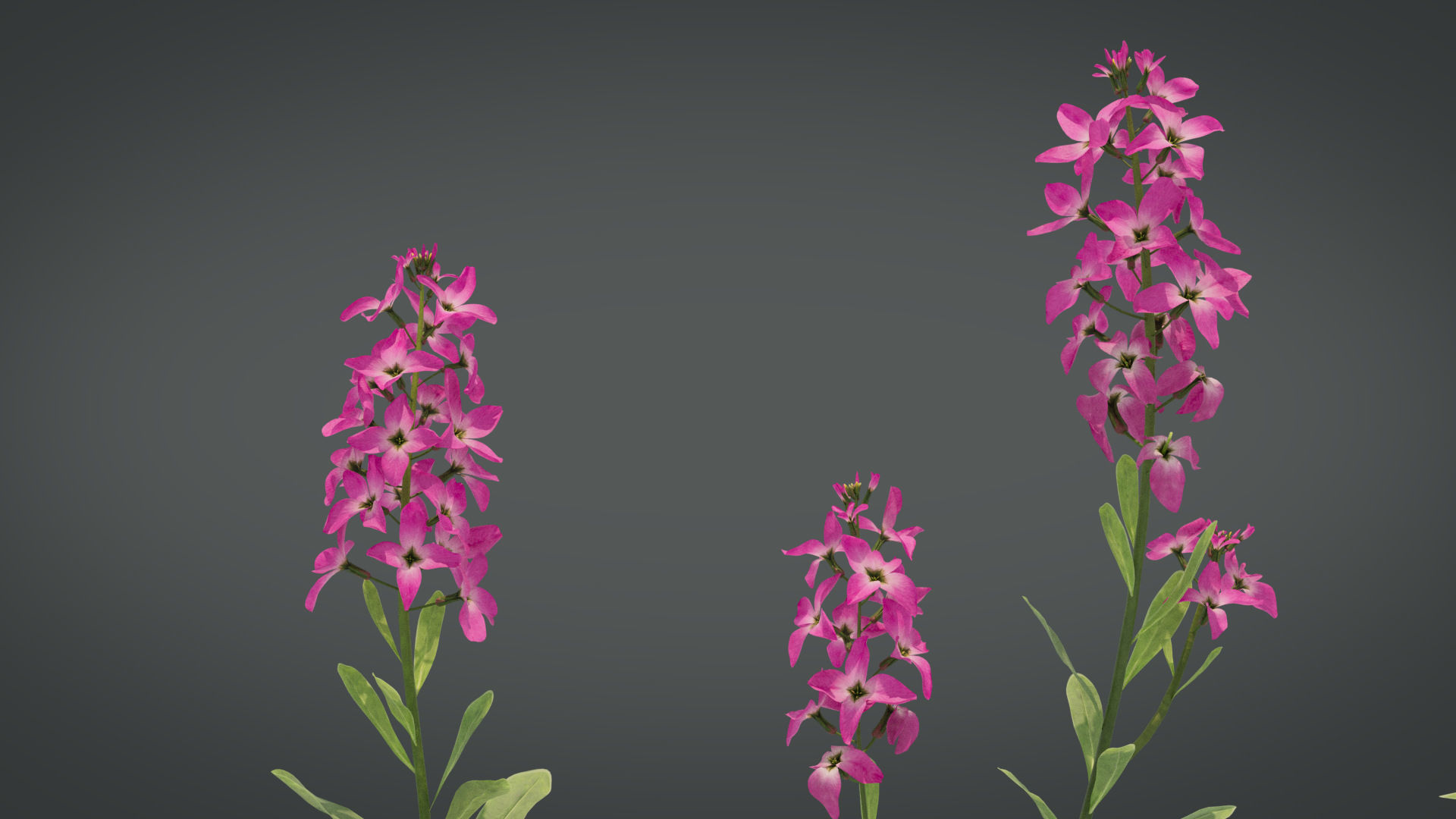 Violet Flower VFX Grace 3D model | CGTrader
