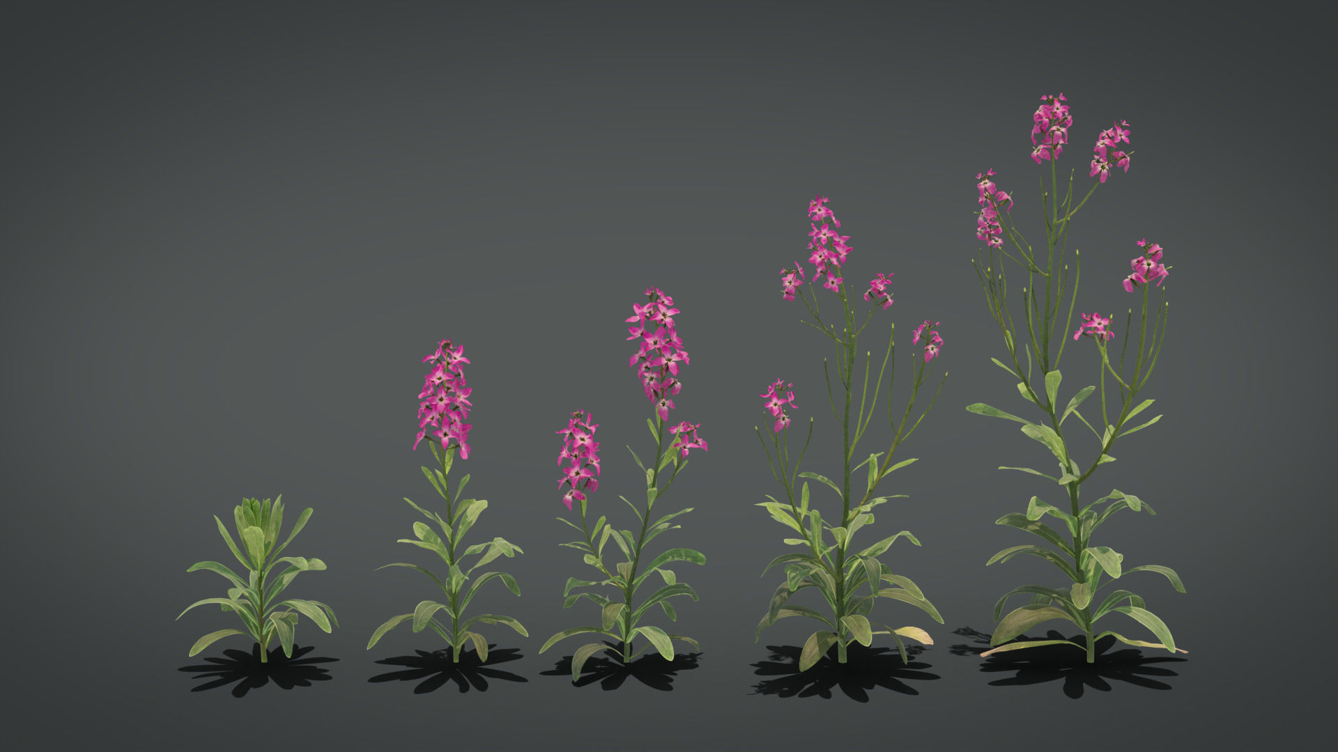 Violet Flower VFX Grace 3D model | CGTrader
