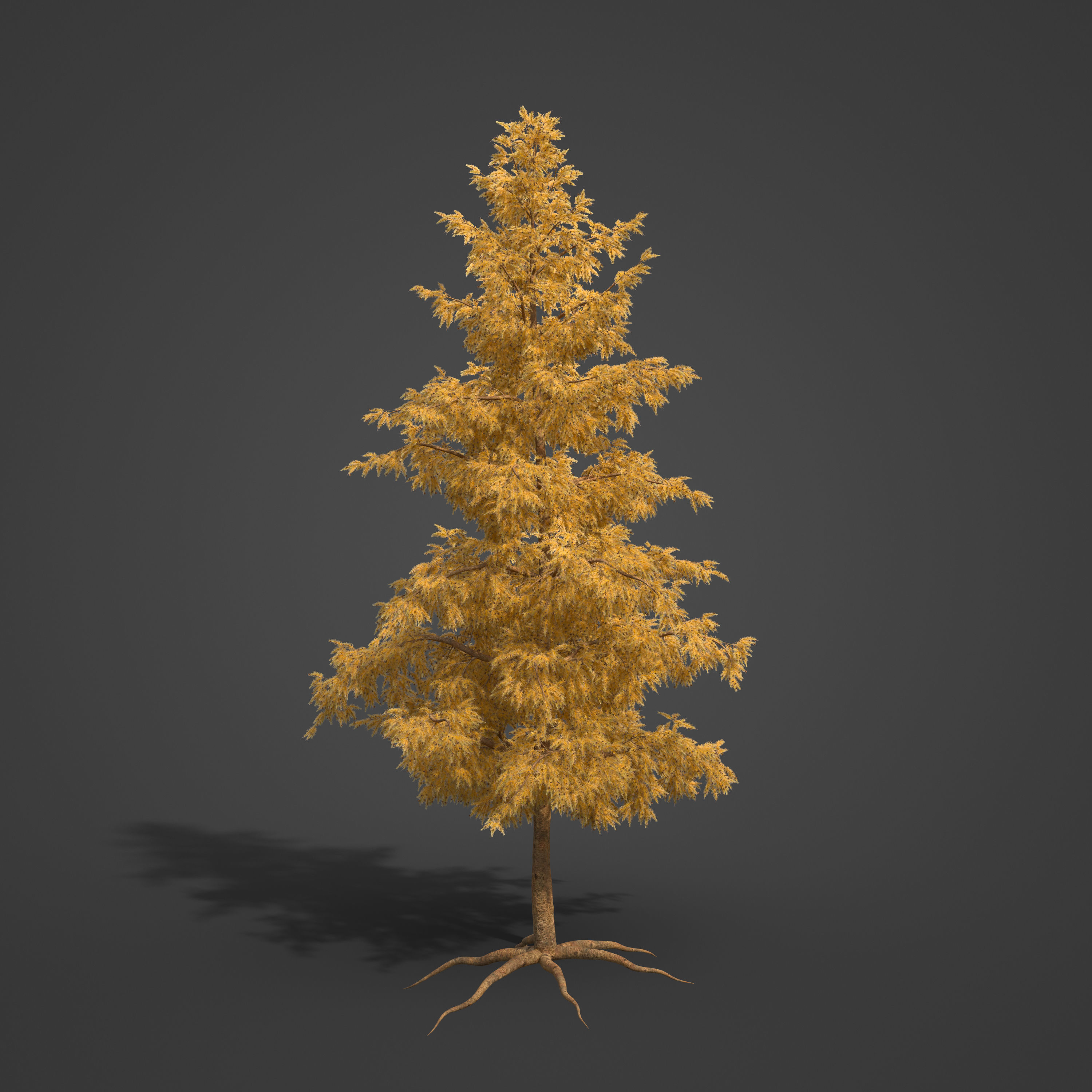 2021 PBR Tamarack Collection - Larix Laricina 3D model | CGTrader