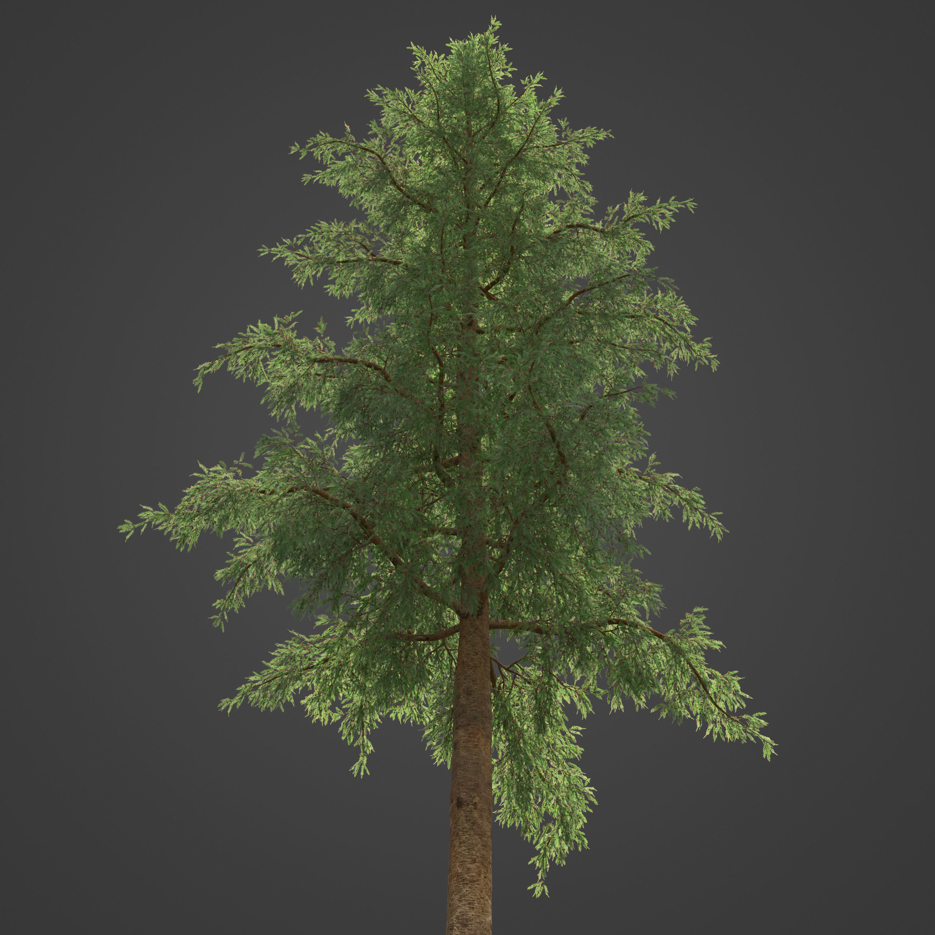 2021 PBR Tamarack Collection - Larix Laricina 3D model | CGTrader