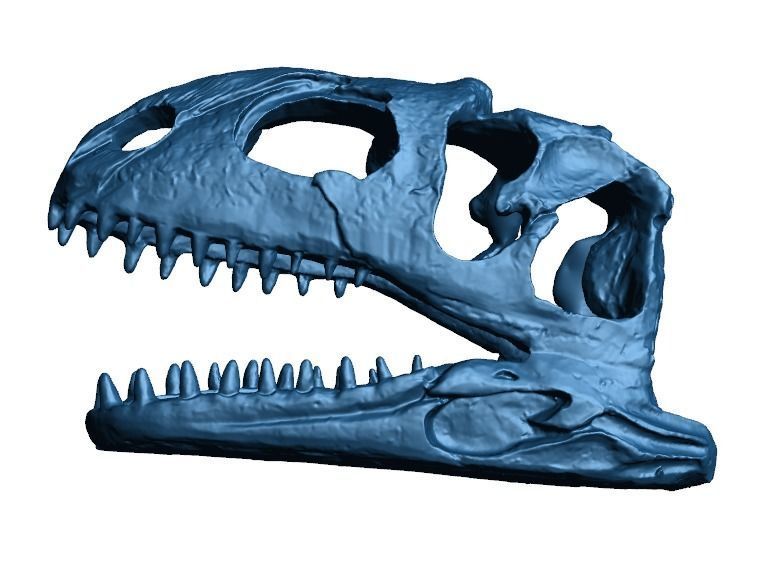 dinosaur skull 1 3D model 3D printable | CGTrader